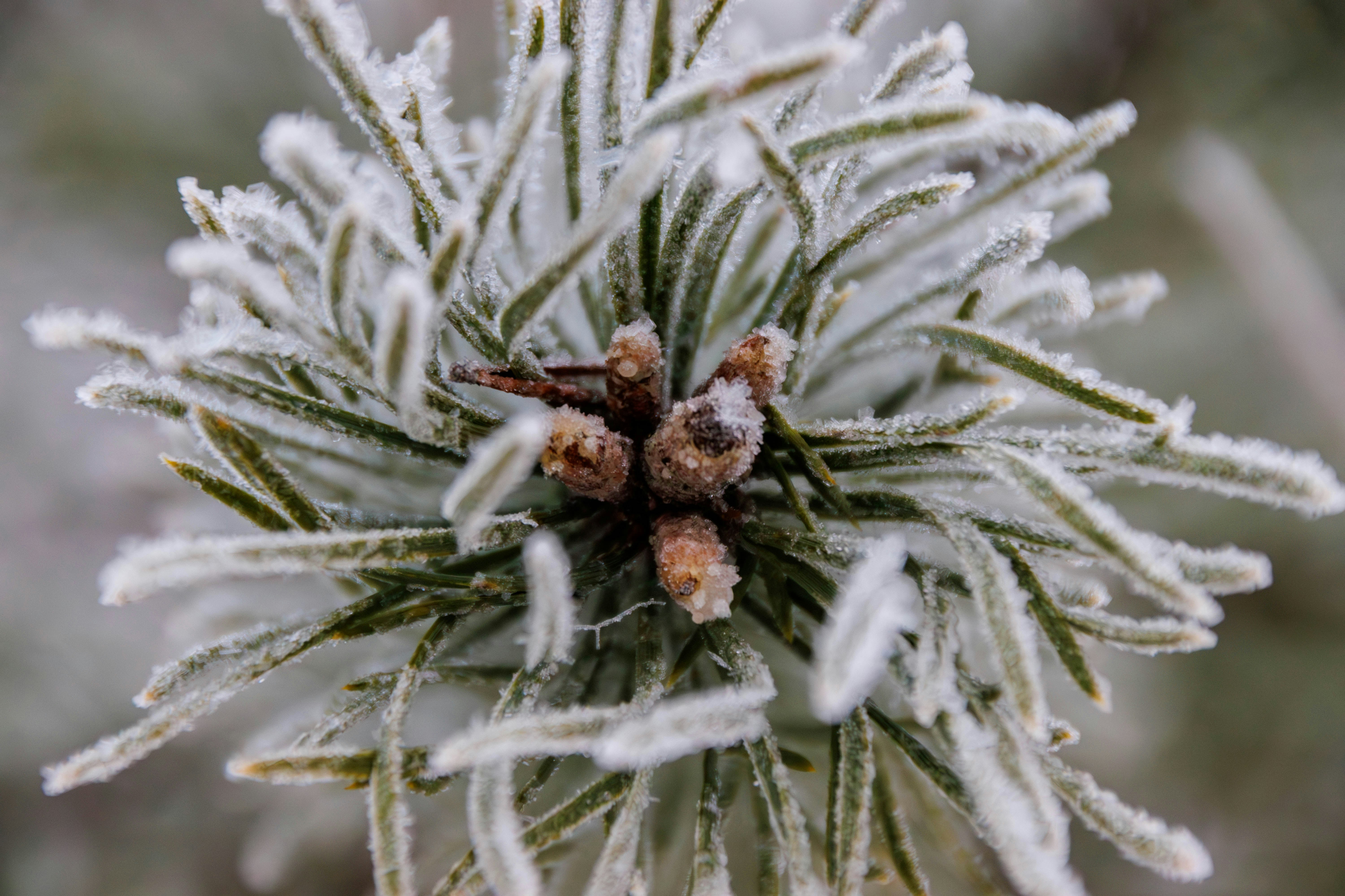 Frost-kissed Pine Coneette: a close-up of frosted needles and brown seed scales