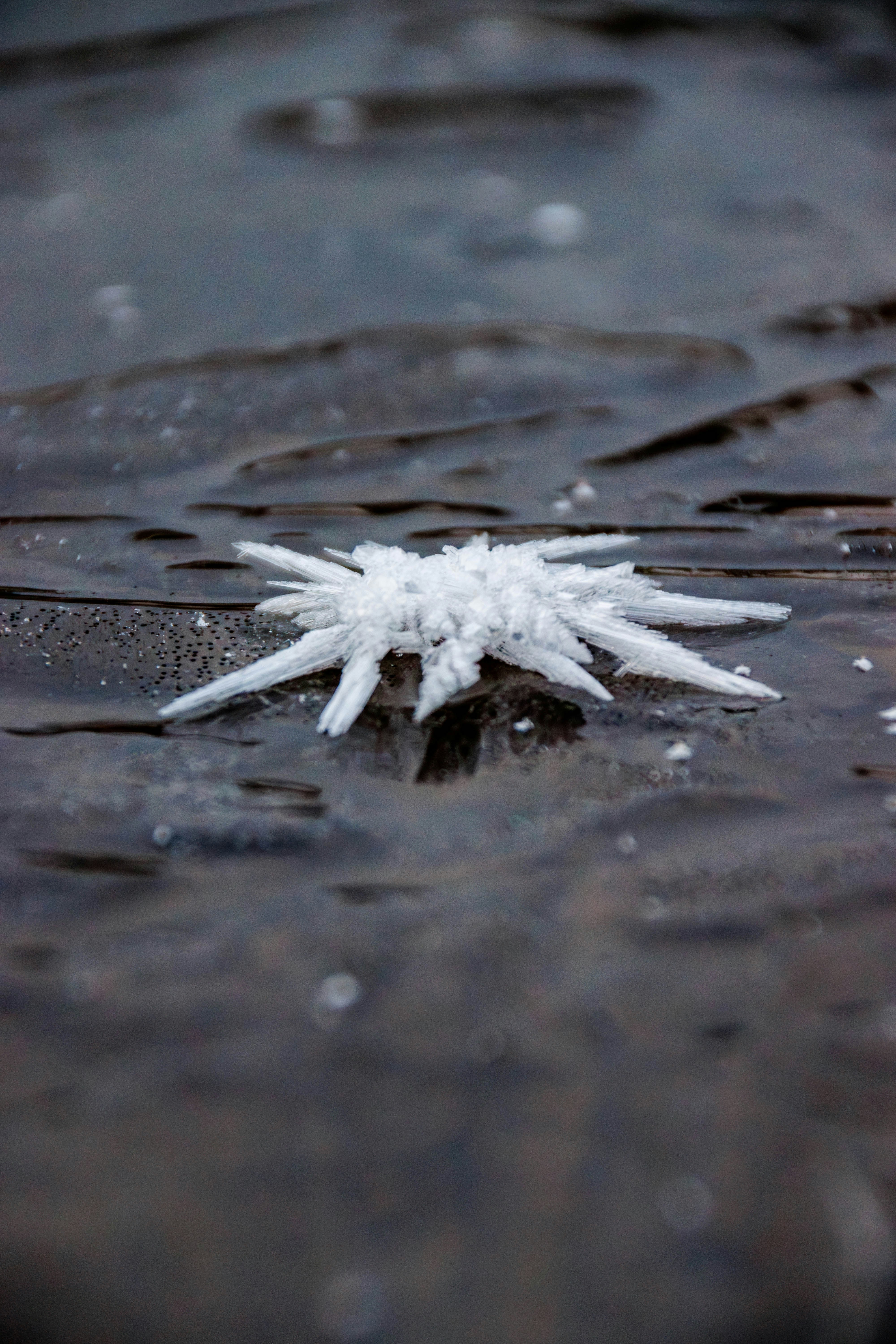 Icy Star on a Quiet Pond