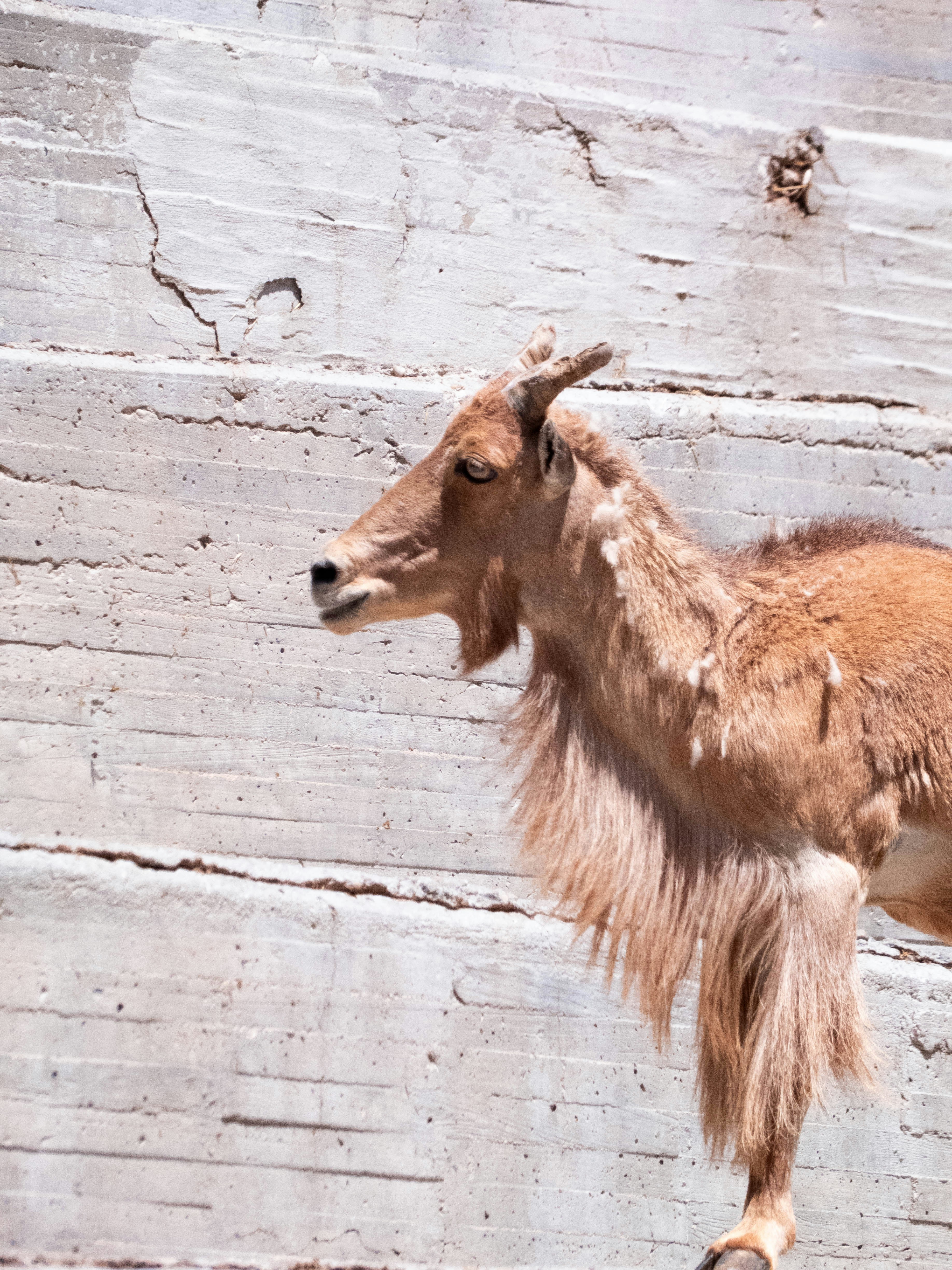 A side profile of a Barbary sheep (Aoudad) standing against a background of tiered, light-gray concrete or stone walls. The animal has a reddish-brown coat with long, shaggy hair hanging from its throat and chest. It features curved horns and a dark-colored eye and muzzle. The lighting is bright and direct, casting a shadow on the wall behind the sheep. Small tufts of lighter-colored fur are visible along its back and neck.