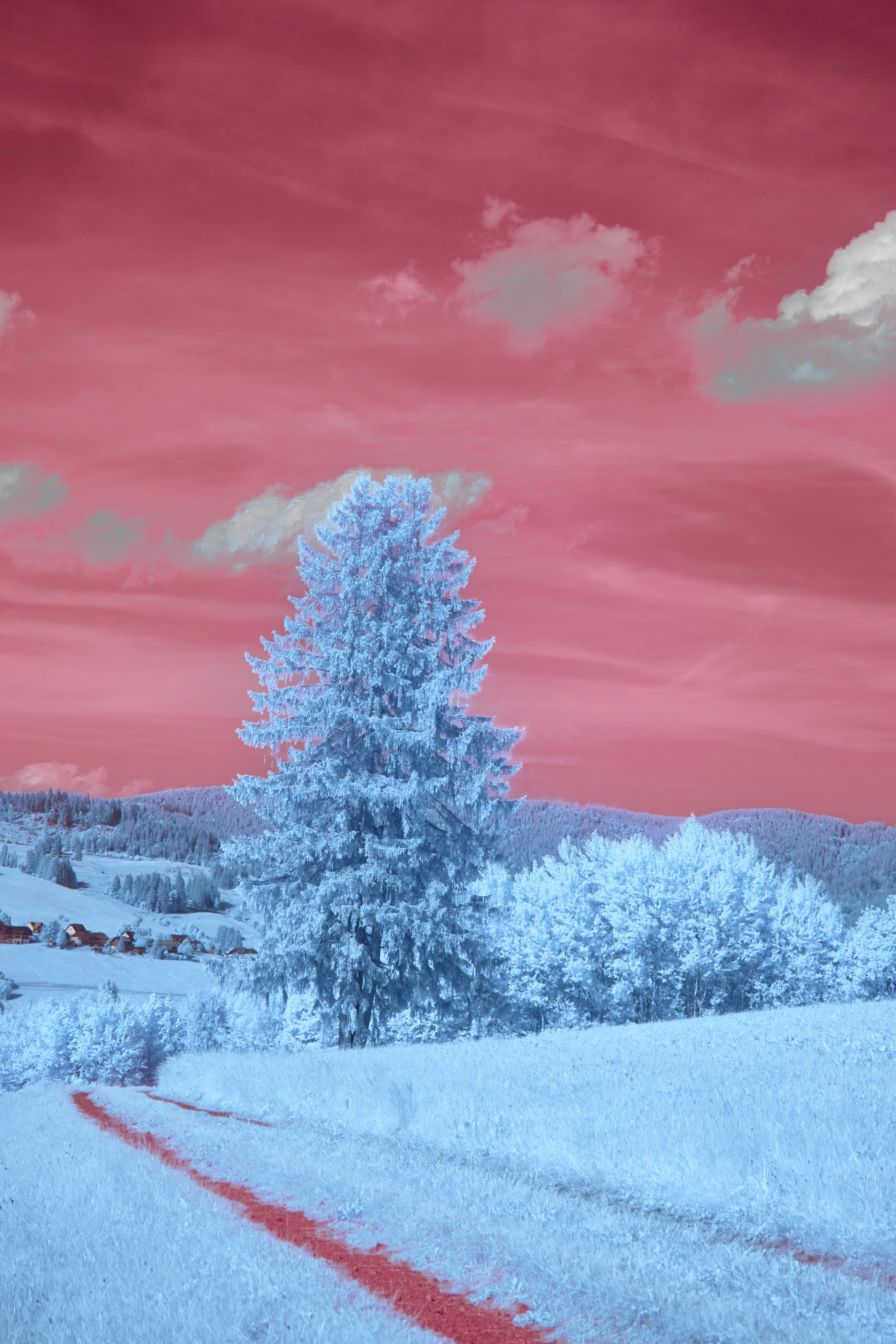 Photo by Wolfgang Hasselmann with Sony Alpha 7 IV