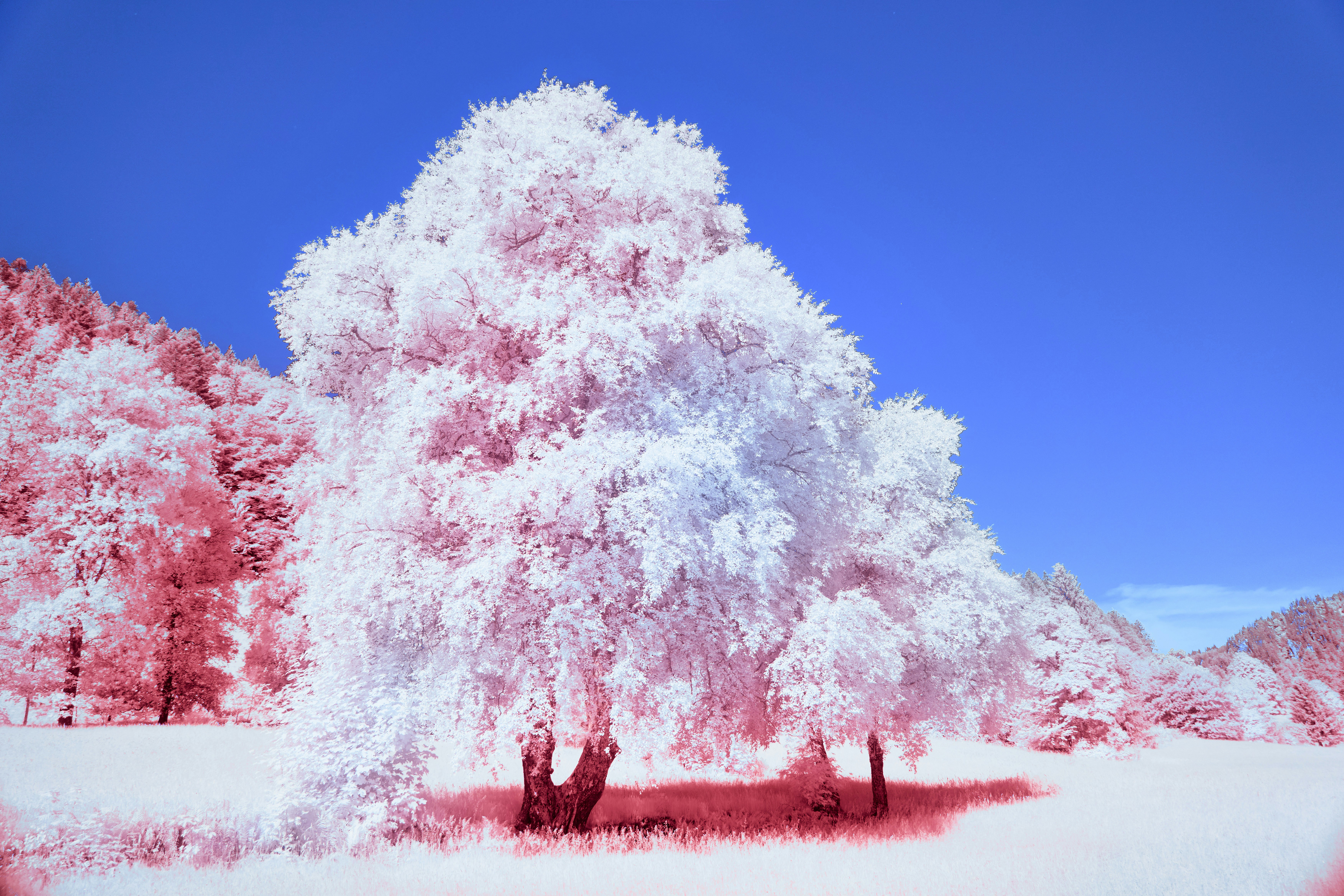 Photo by Wolfgang Hasselmann with Sony Alpha 7 IV