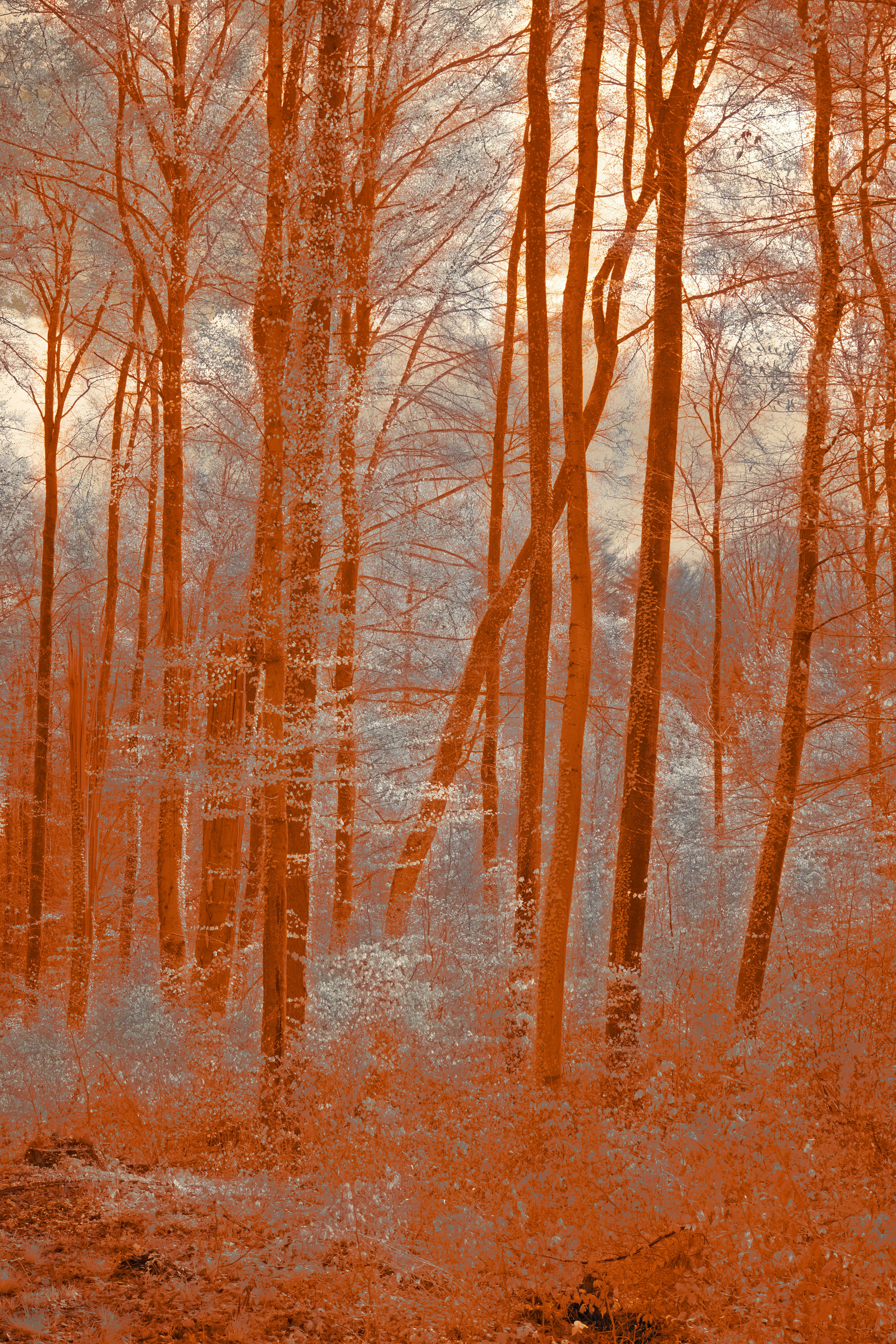 Photo by Wolfgang Hasselmann with Sony Alpha 7 II