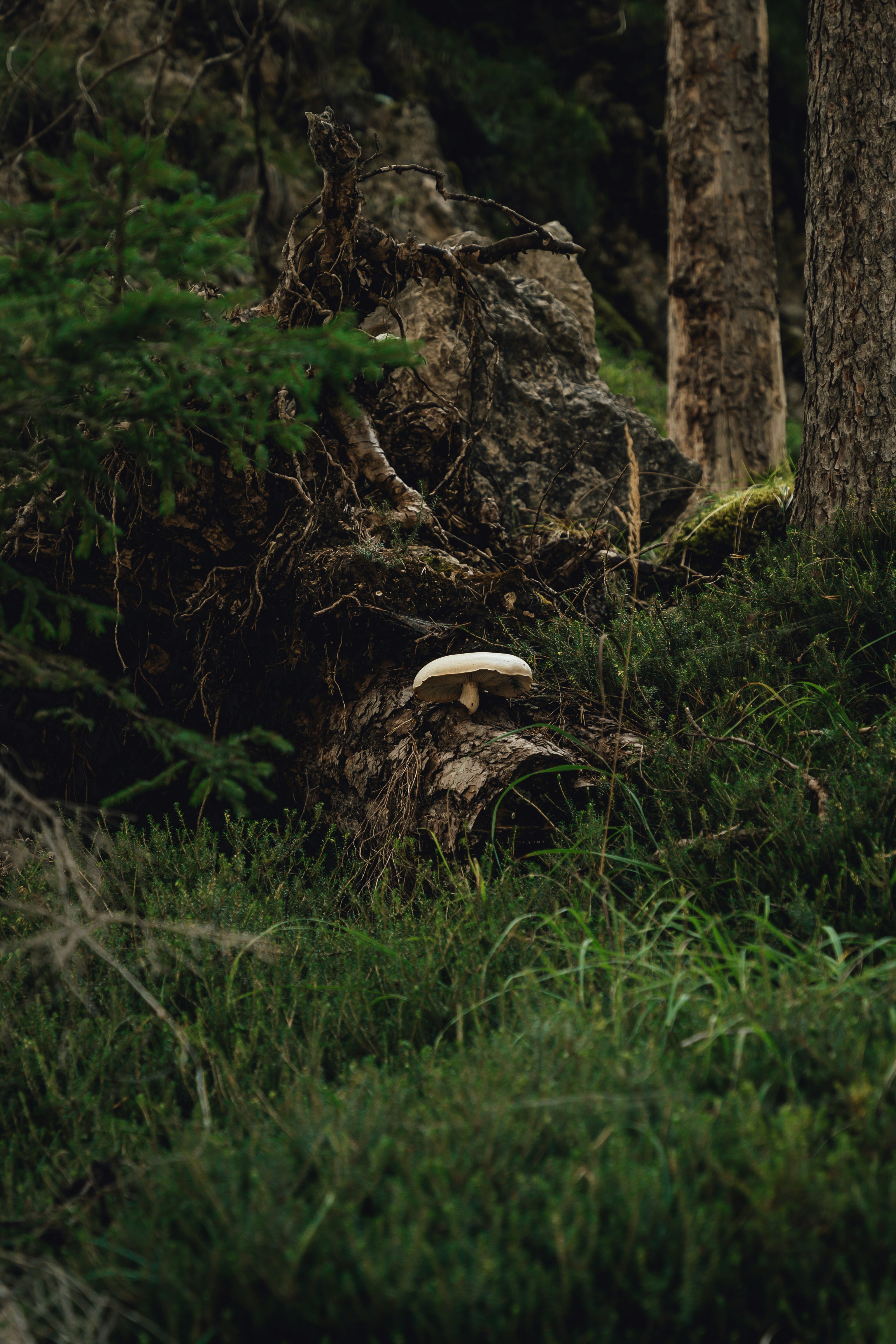 Mushroom Beacon on a Fallen Trunk in Quiet Forest Understory