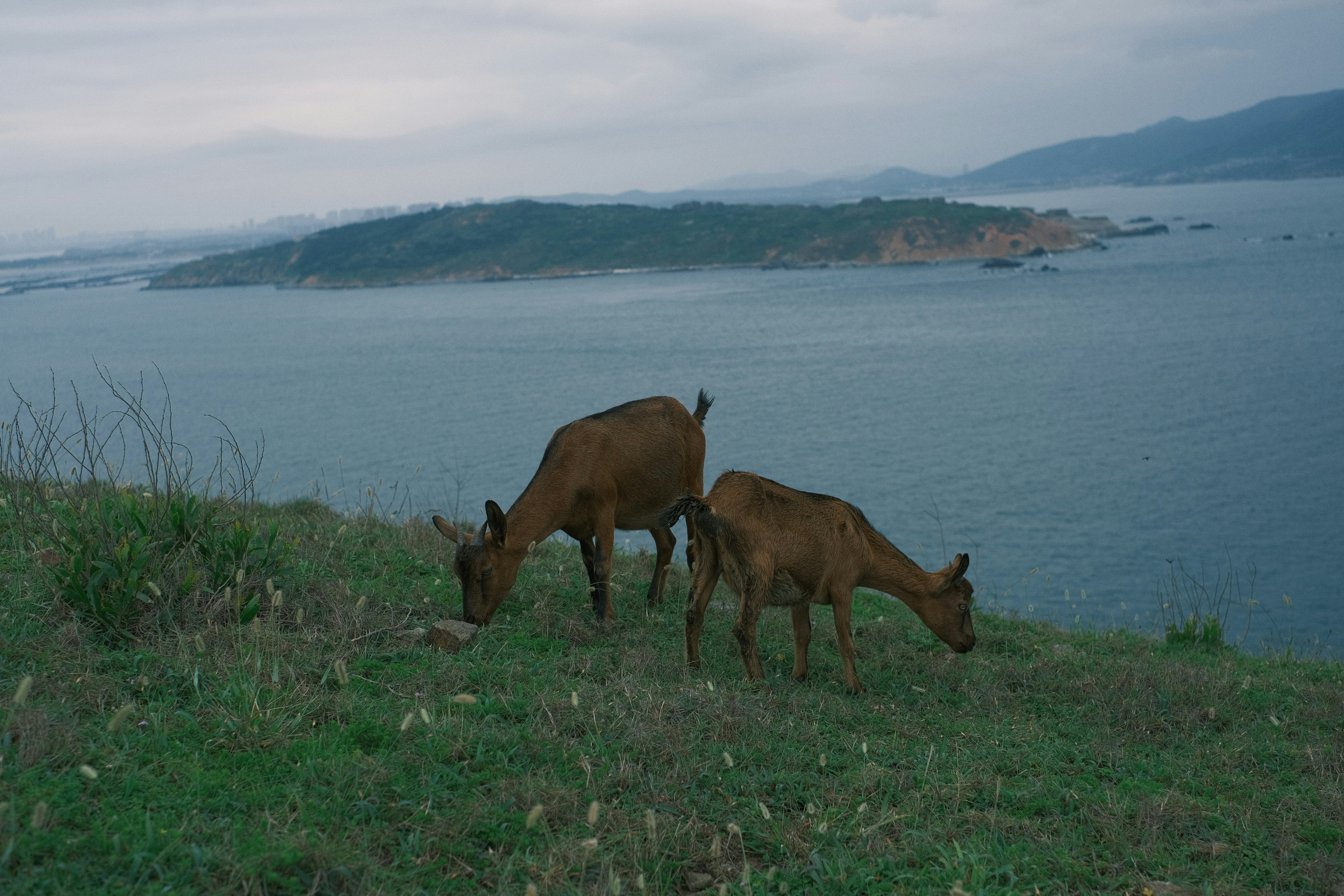 Grazing by the Sea: Two Deer on a Quiet Cliff