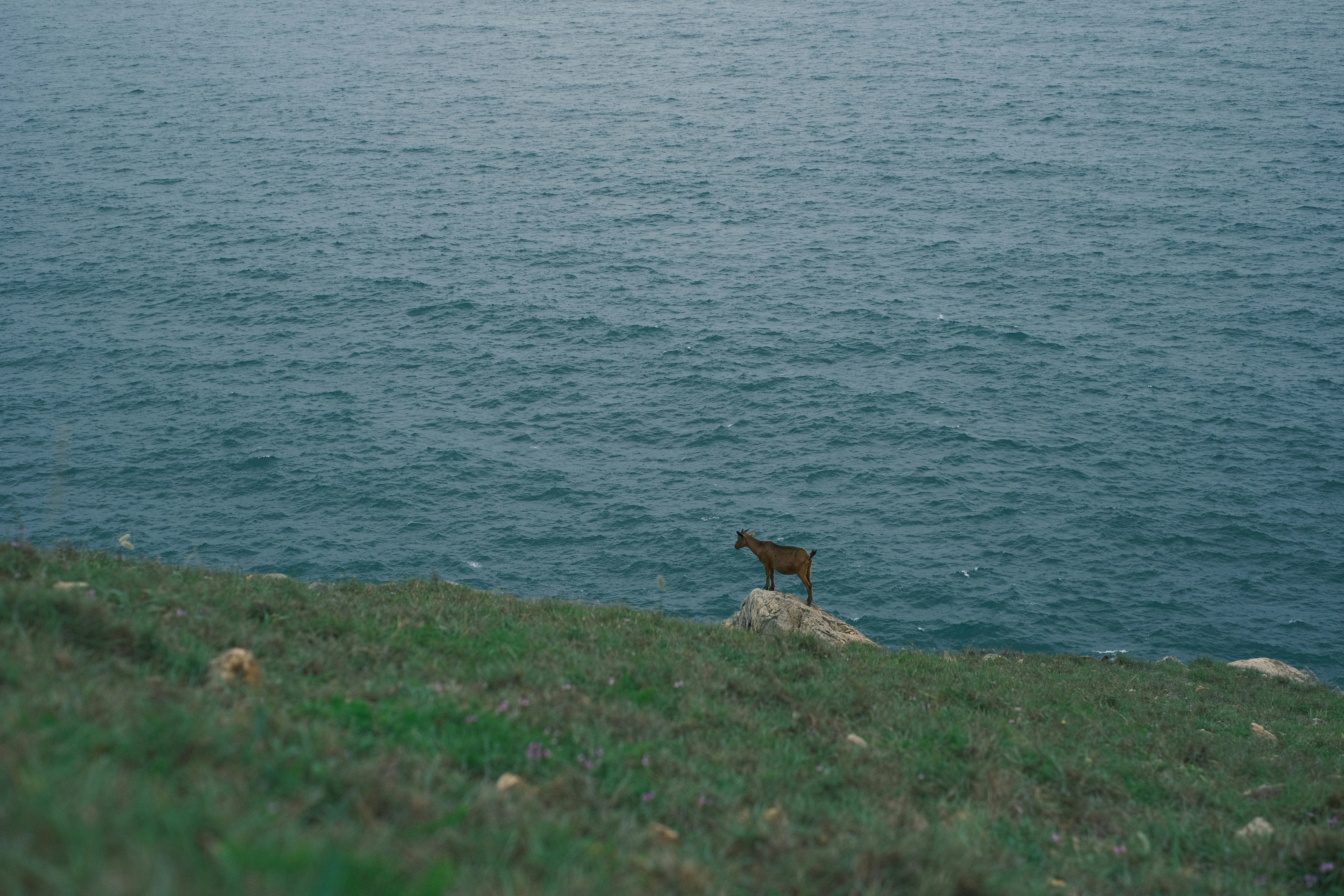 Lone Deer at the Edge of the Sea
