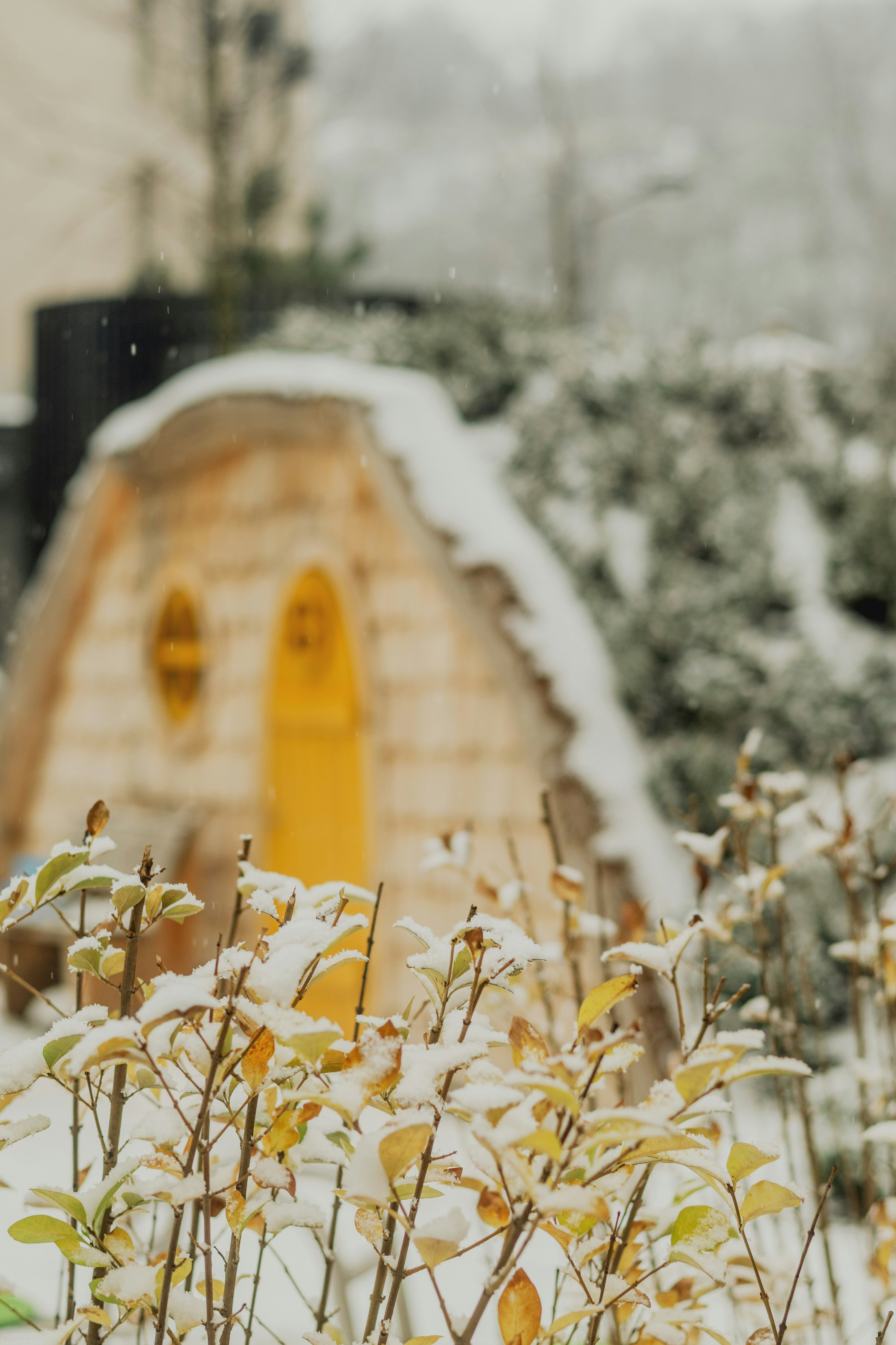 Snowy Garden Gate: A Yellow Archway Hidden Behind Frosted Foliage