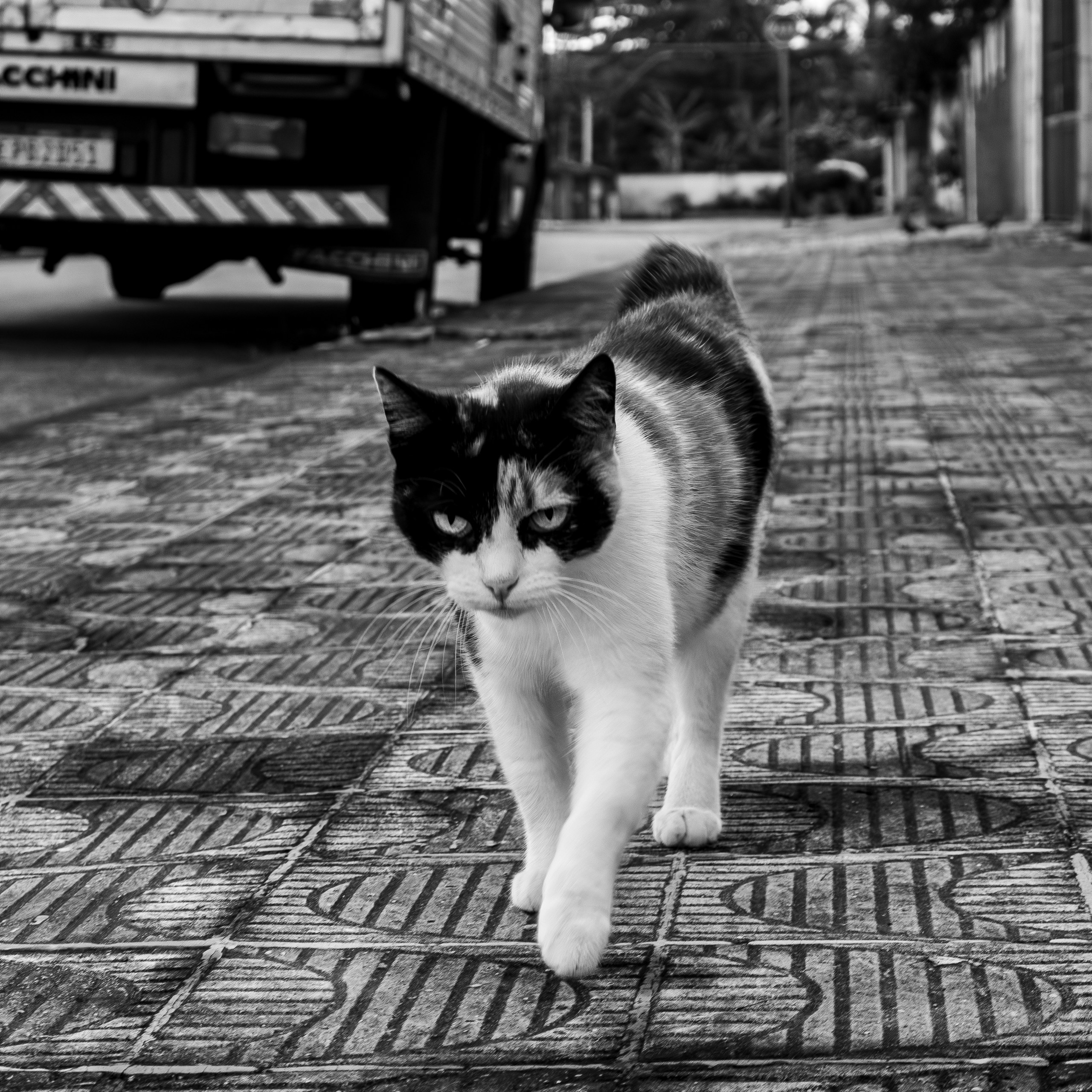 Midstride Stalker: a tuxedo cat strides toward the camera