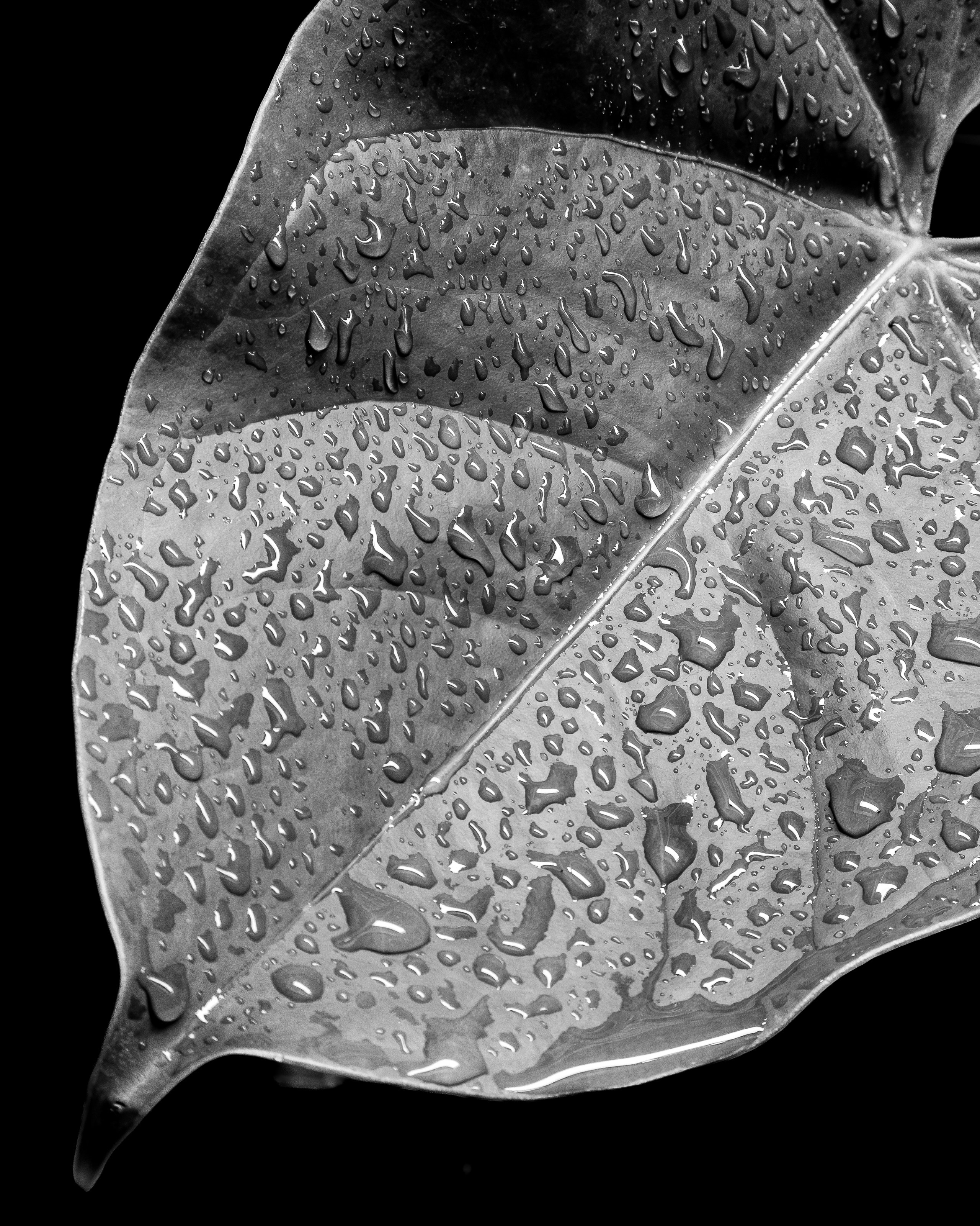 Veins of Nature: A Macro Leaf in Mono