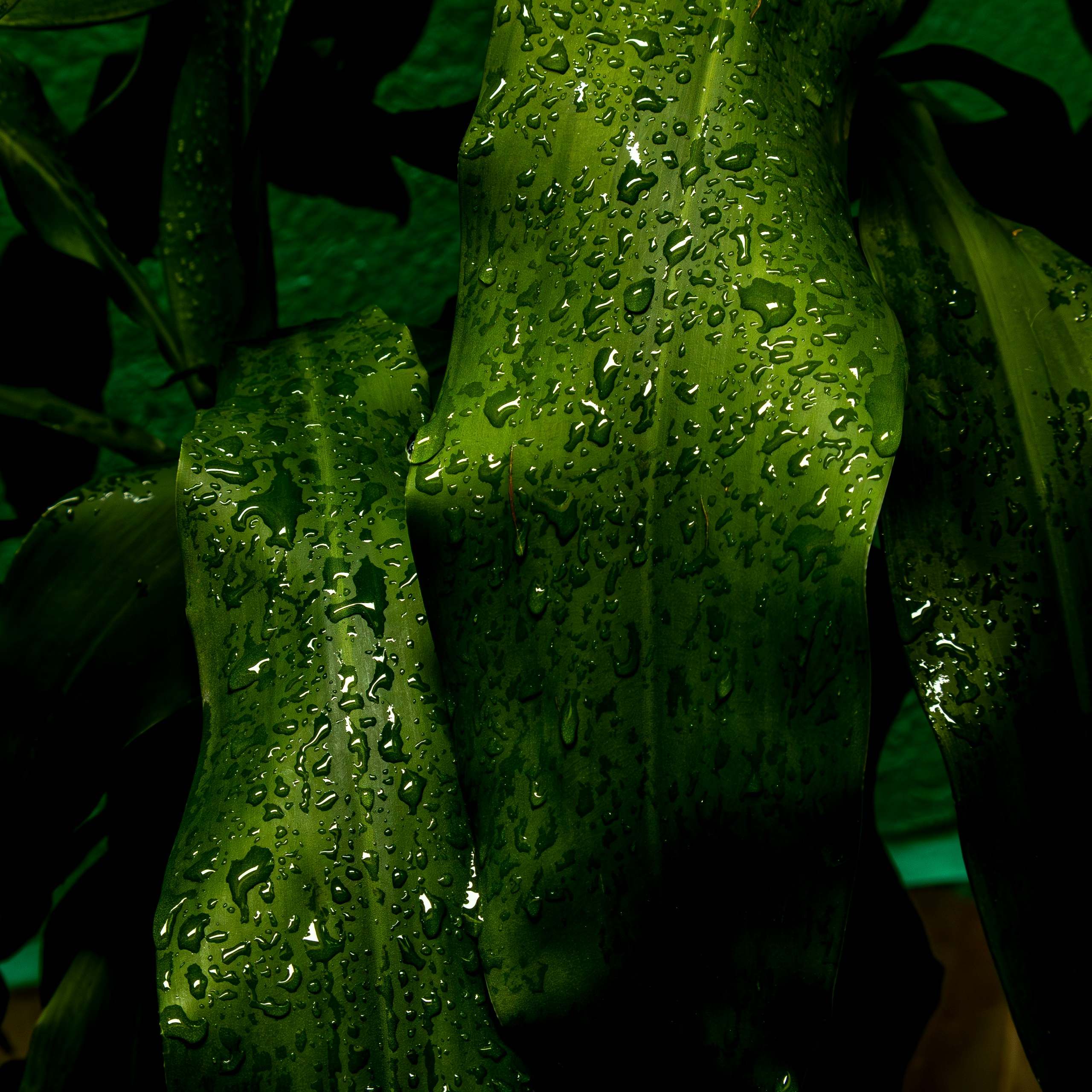 Close-up of water droplets on green leaves.