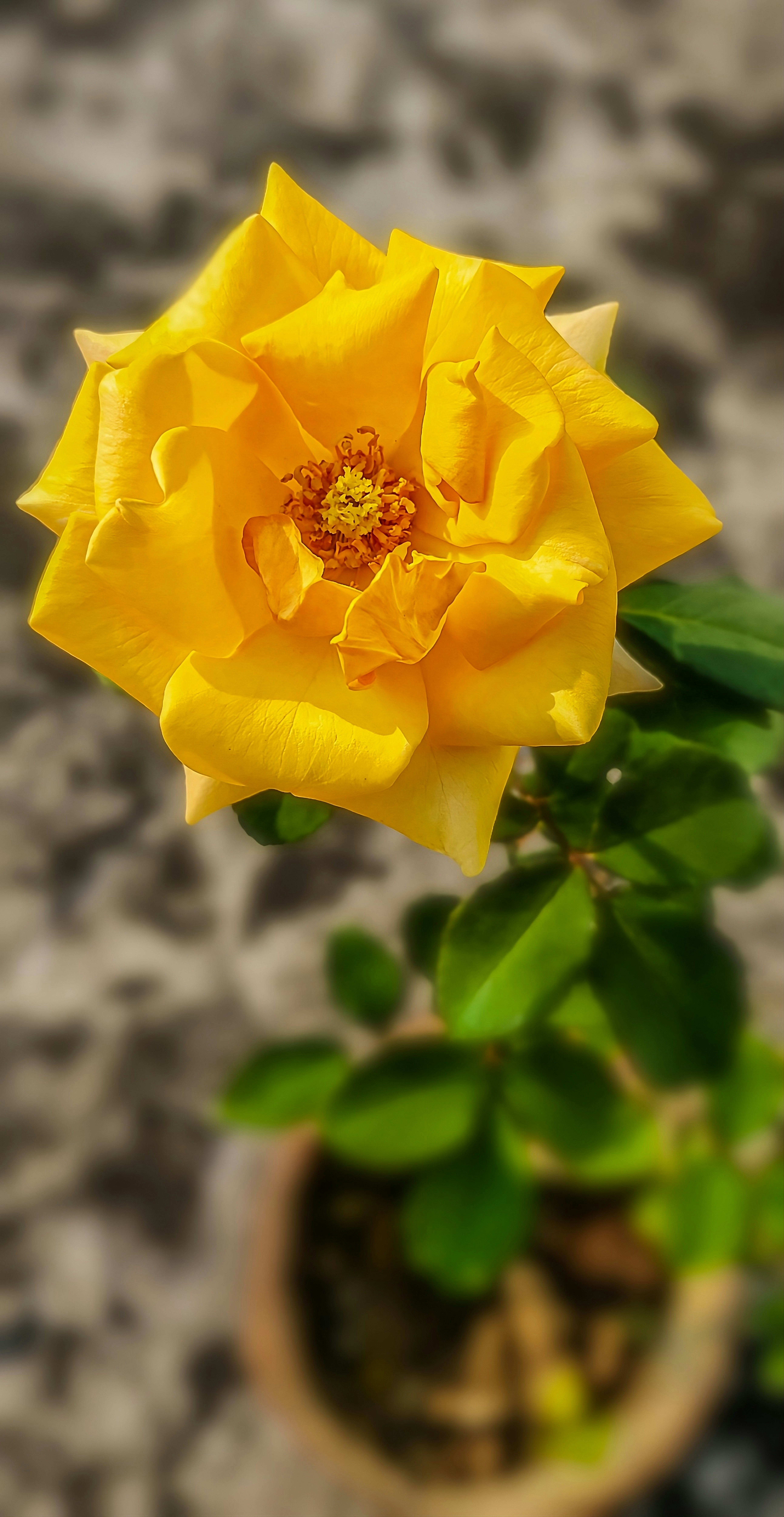 Golden Rose in Focus: A Sunlit Bloom Above the Blur