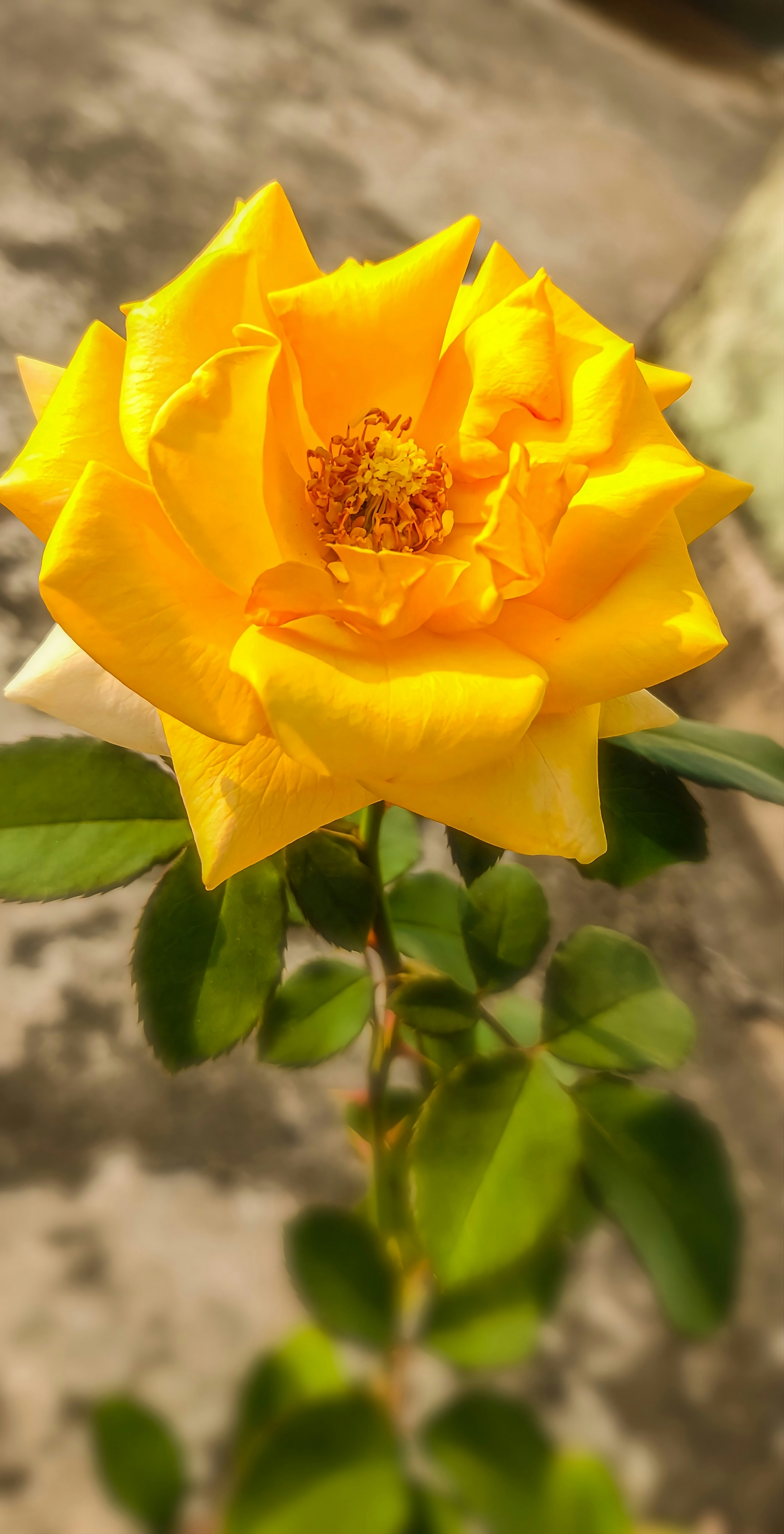 Golden Rose in Sharp Focus with Dreamy Bokeh
