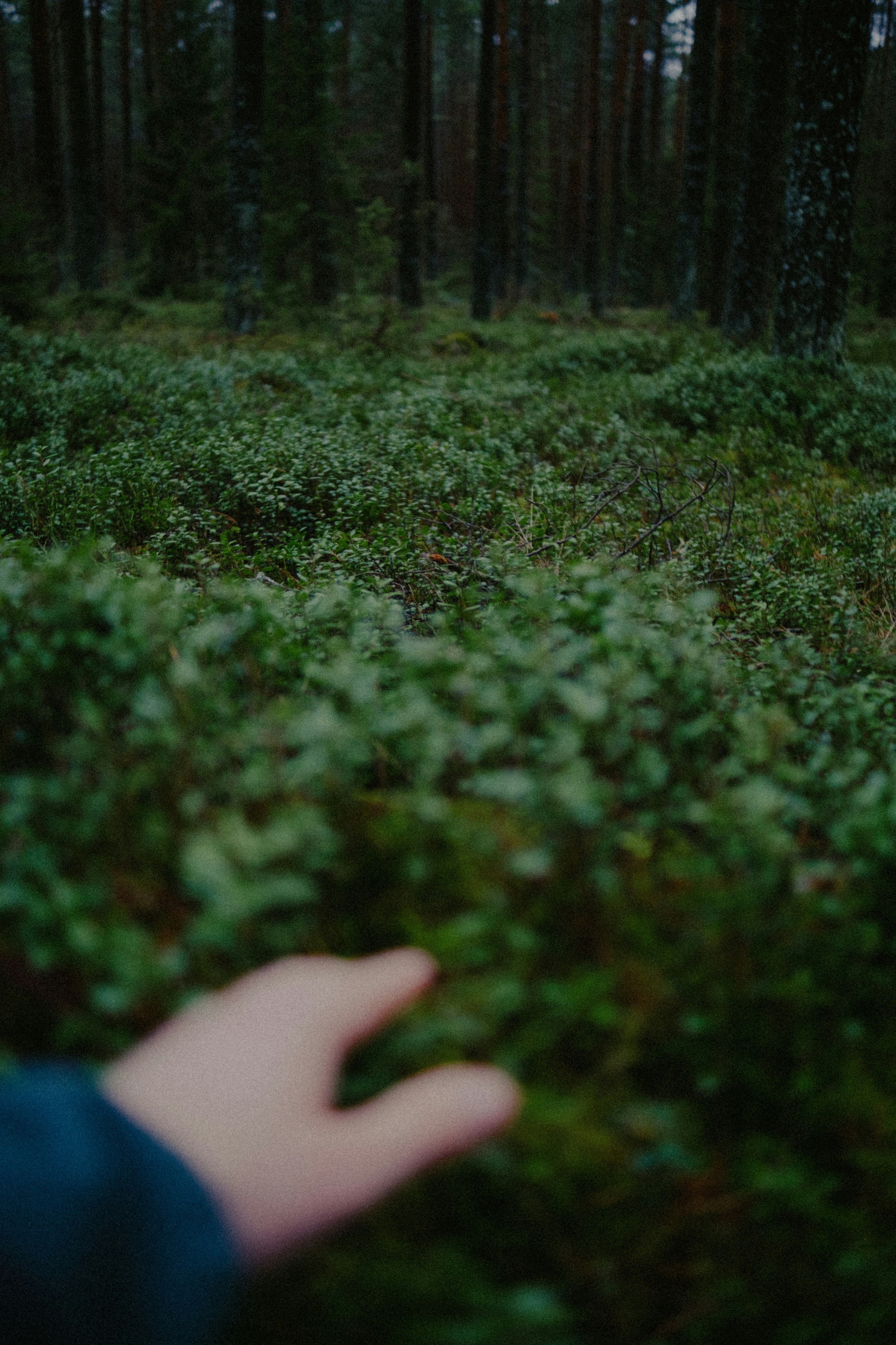 Touch of the Forest: A Hand Reaches Through Verdant Understory