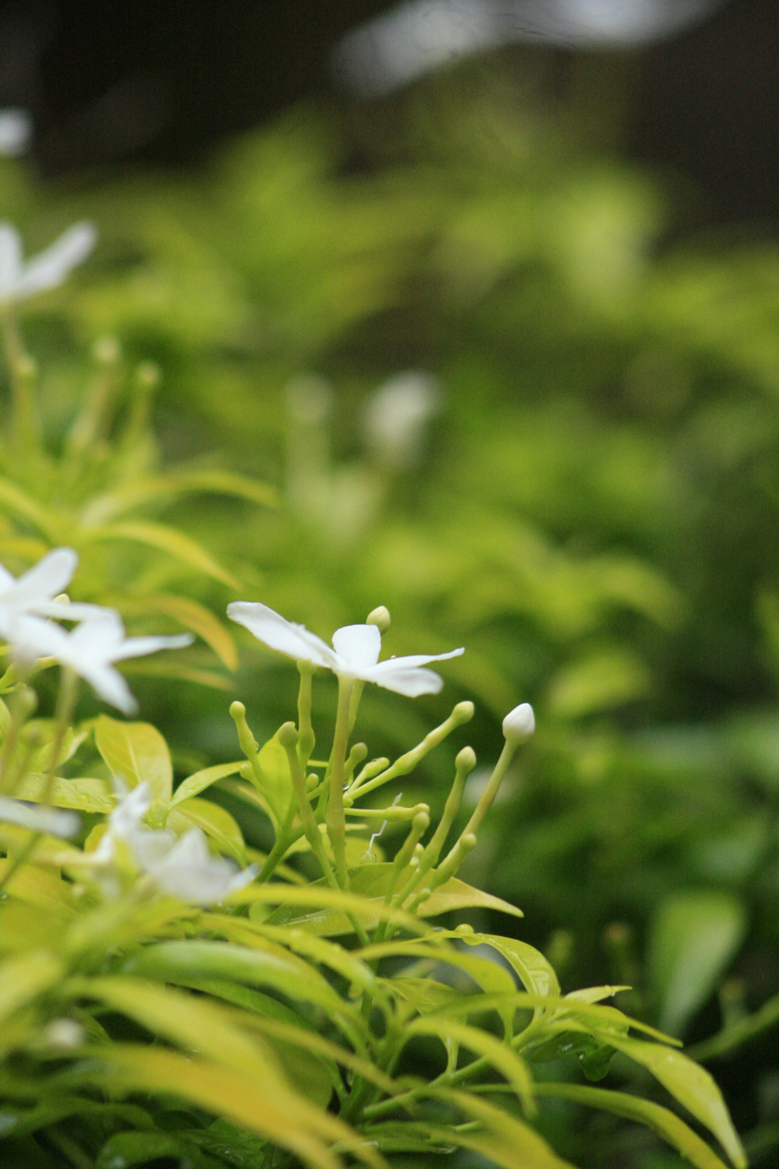 A white flower with a blur background
