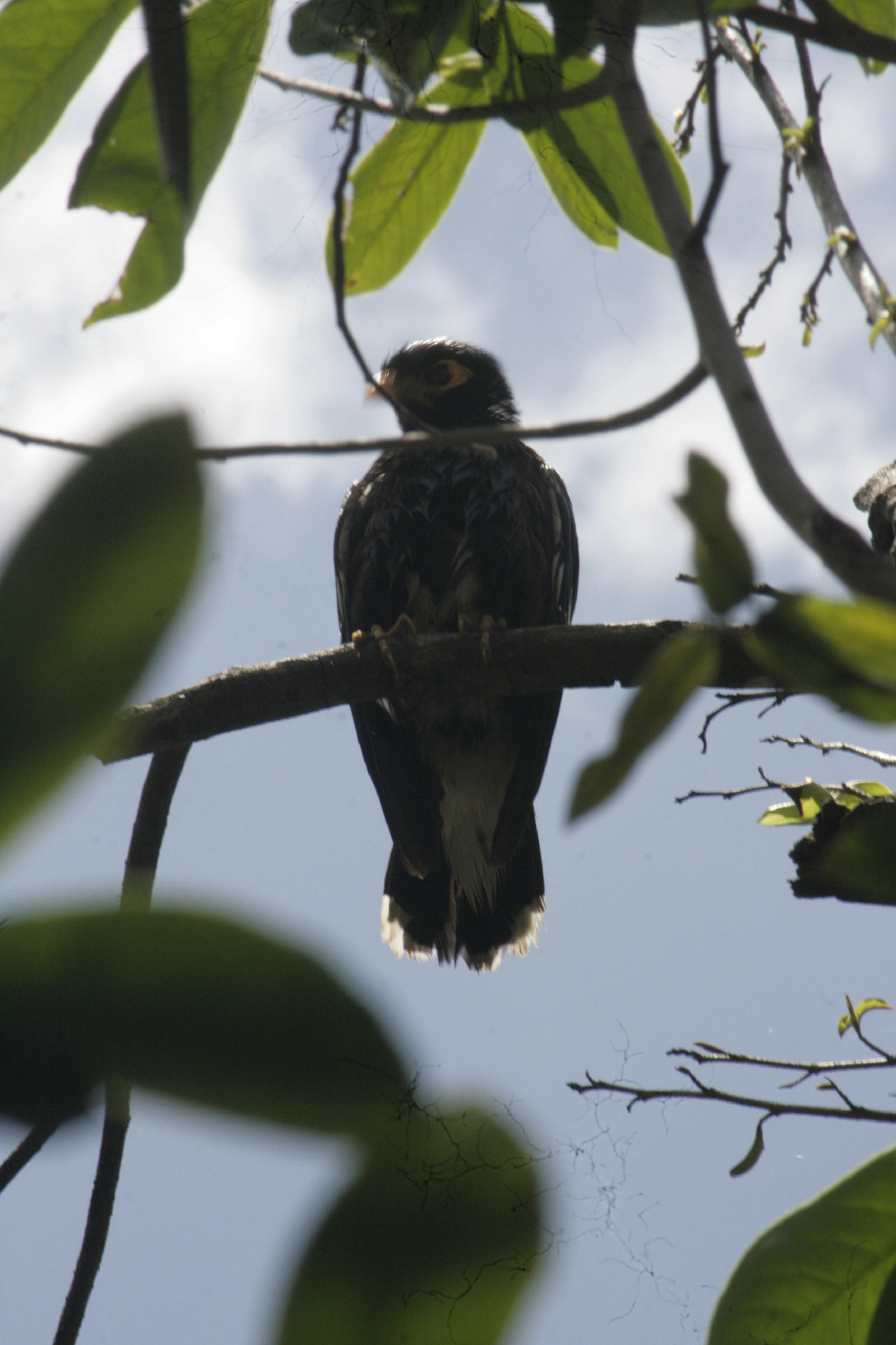 a brown bird in a blue background with leaves surrounding the bird