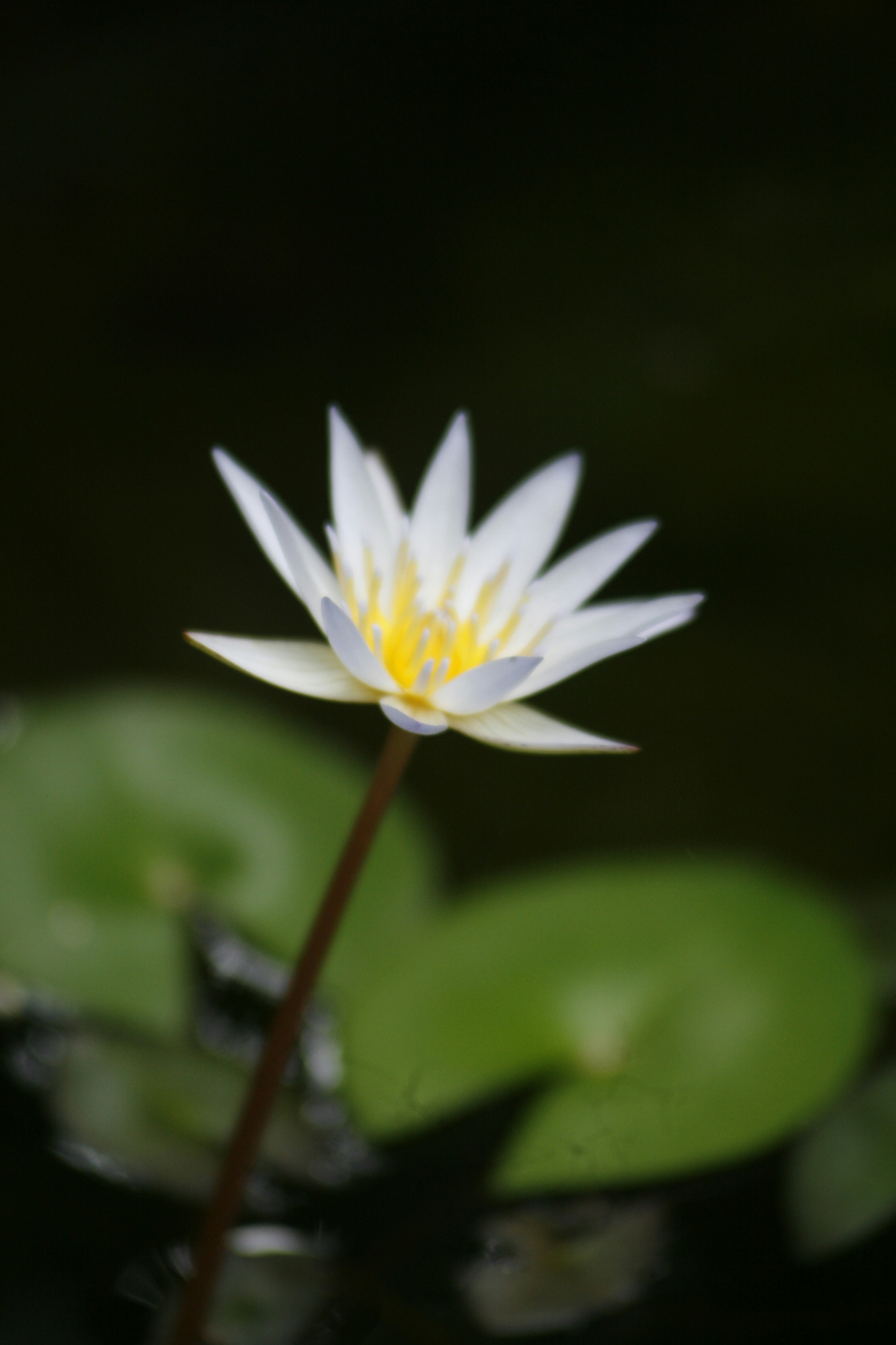 Photo by Dinna .K with Canon EOS 400D