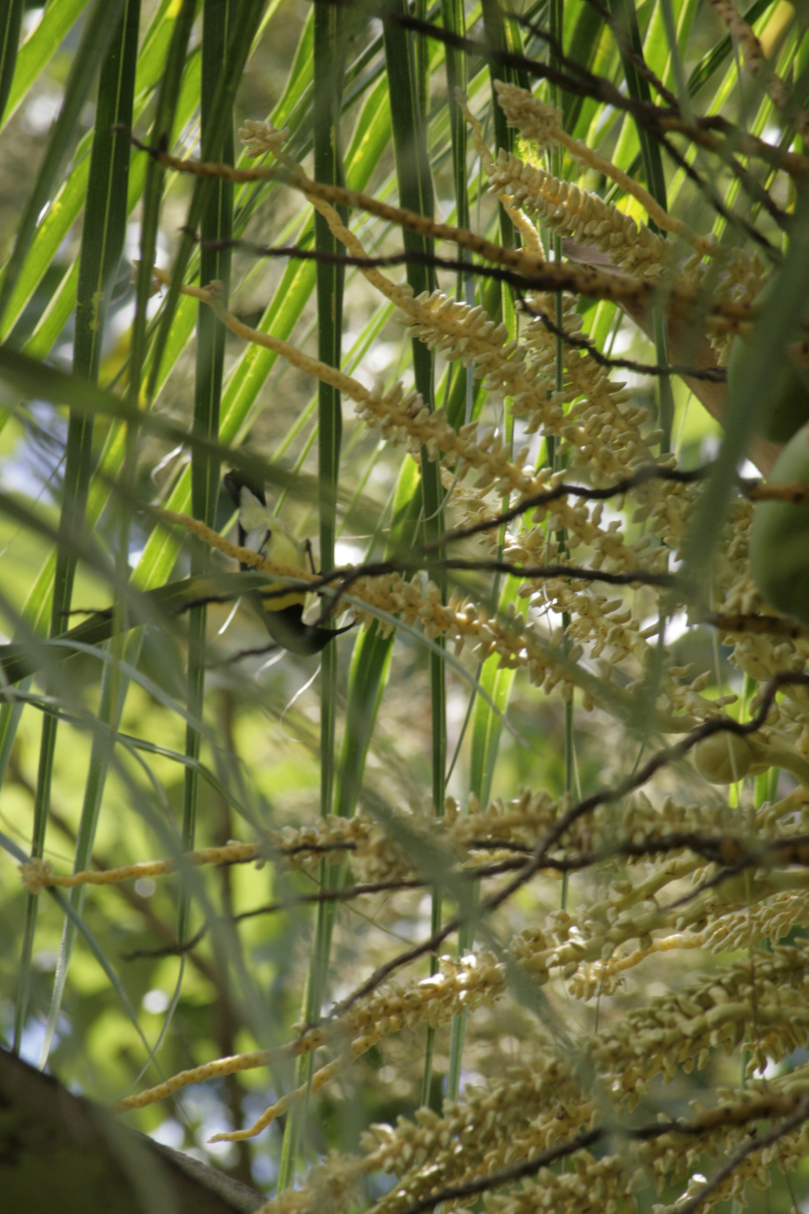 Sunlit Ferns and Catkin Tangles