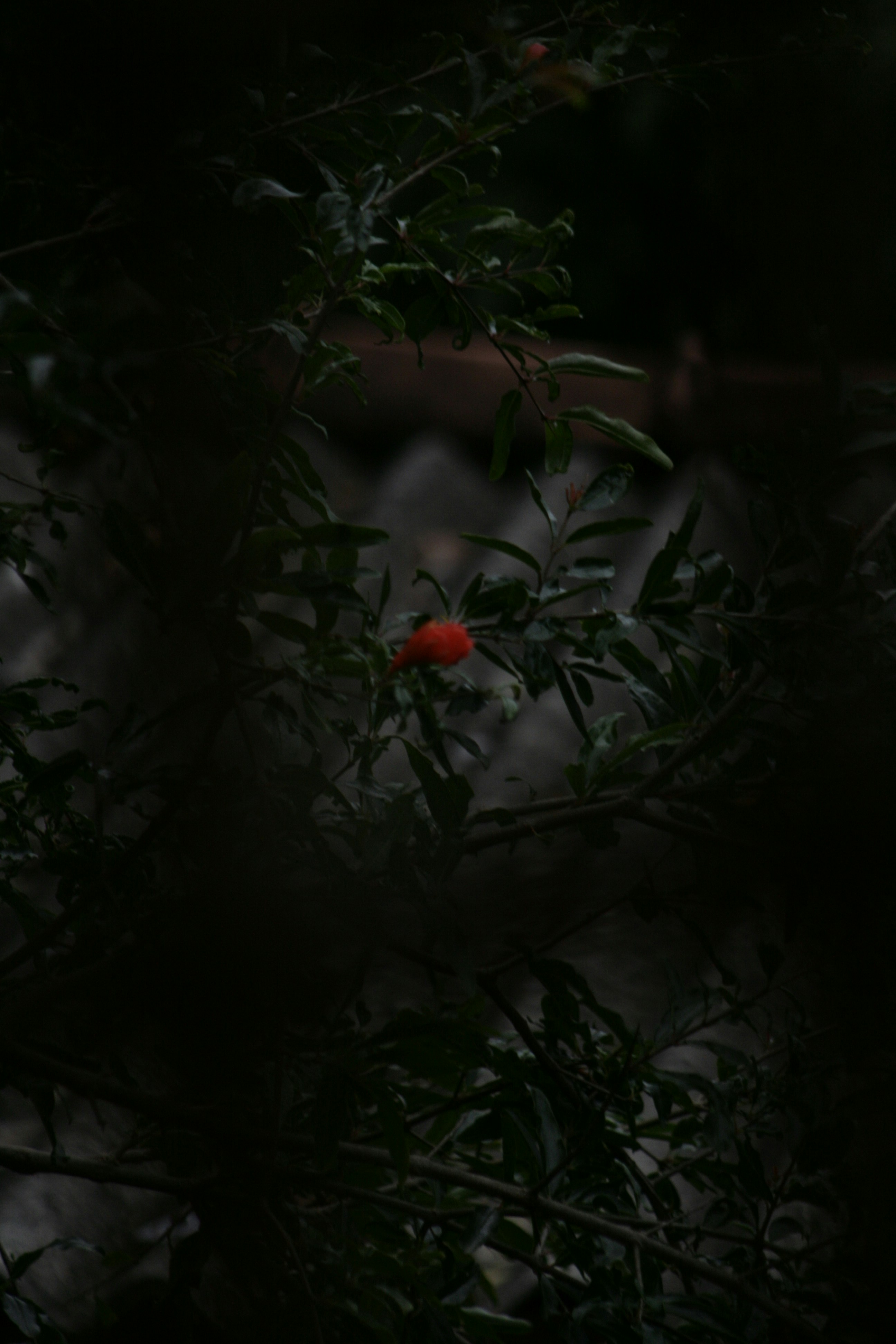 a single orenge colour flower in the background of leaves in a dark enviroment