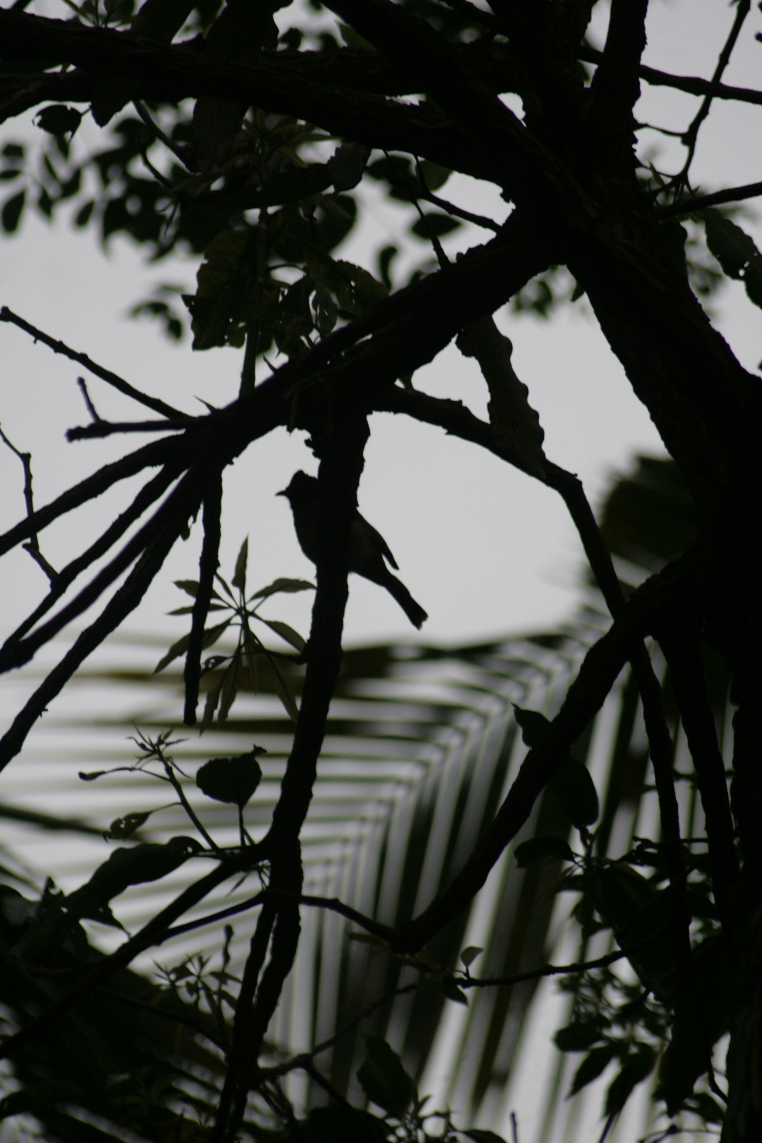 a bird in a dark enviroment with leaves surrounding the bird
