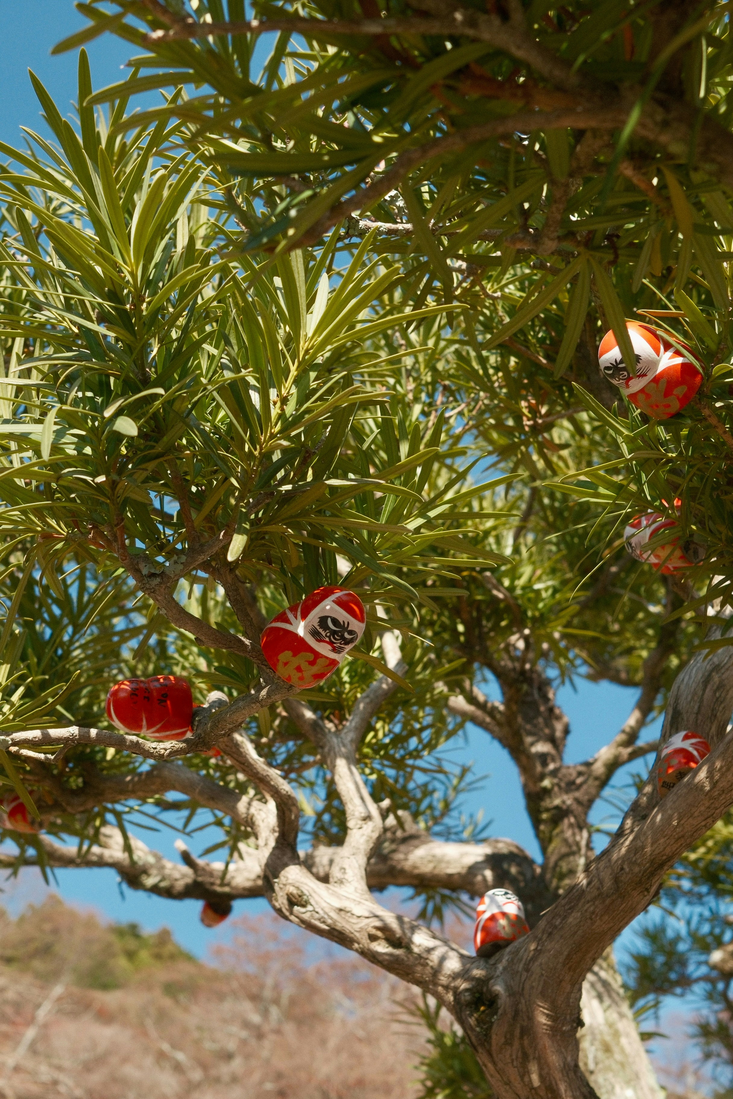 Red Lanterns Among Olive Branches: A Sunlit Orchard of Small Traditions