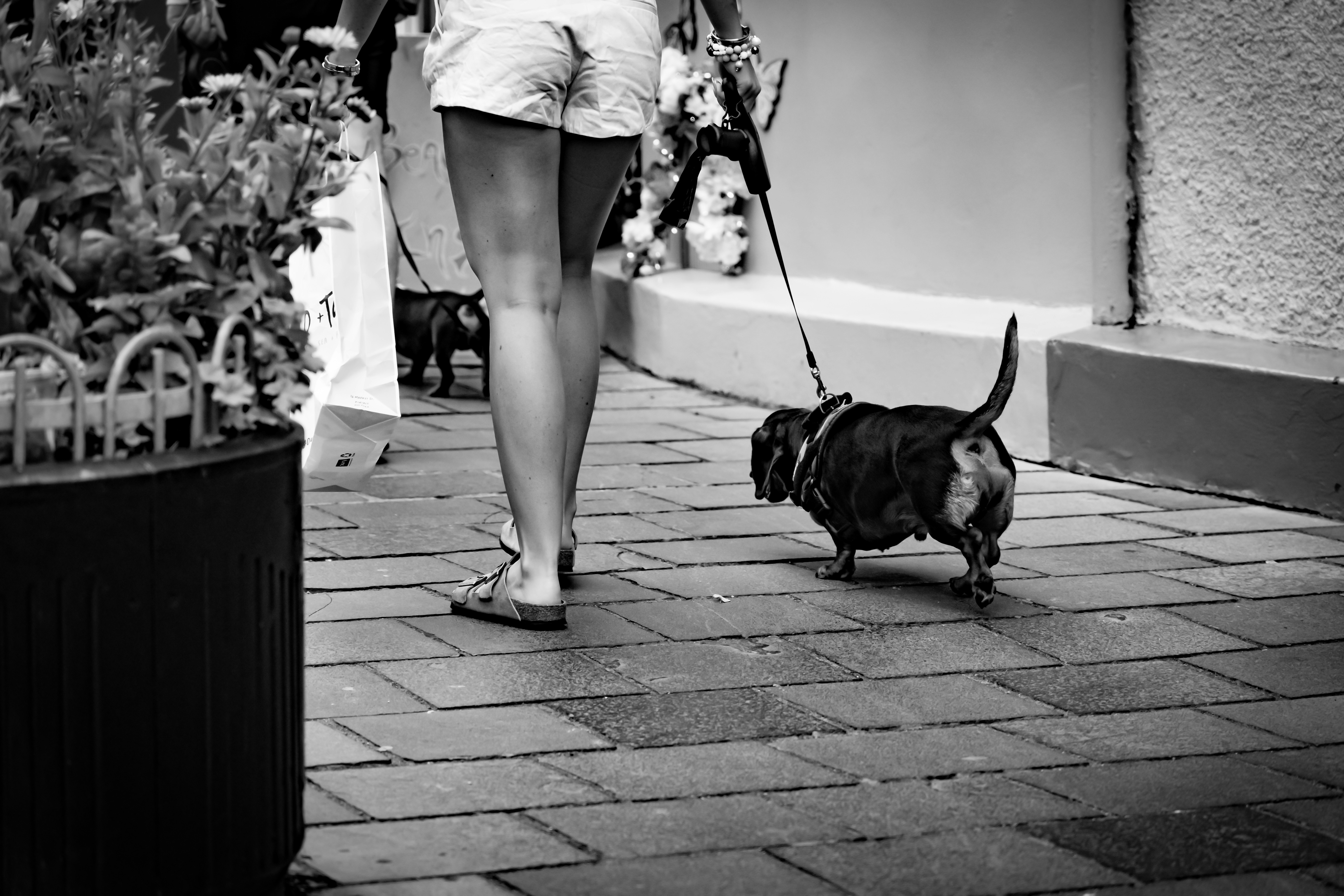 Strut and Schnauzer: A City Walk in Monochrome