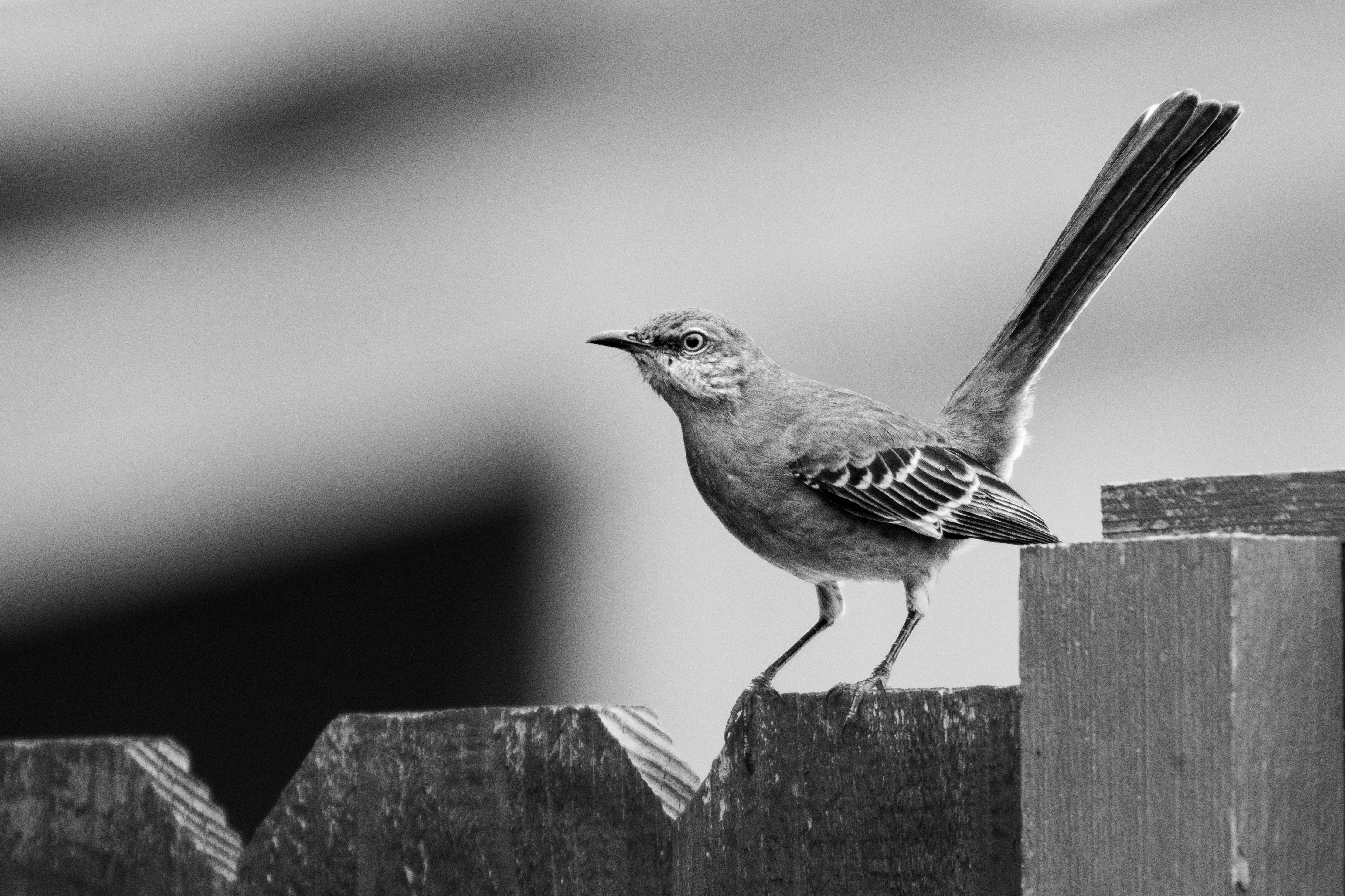 Tail-up Sentinel: A Small Bird Perches on Weathered Fence