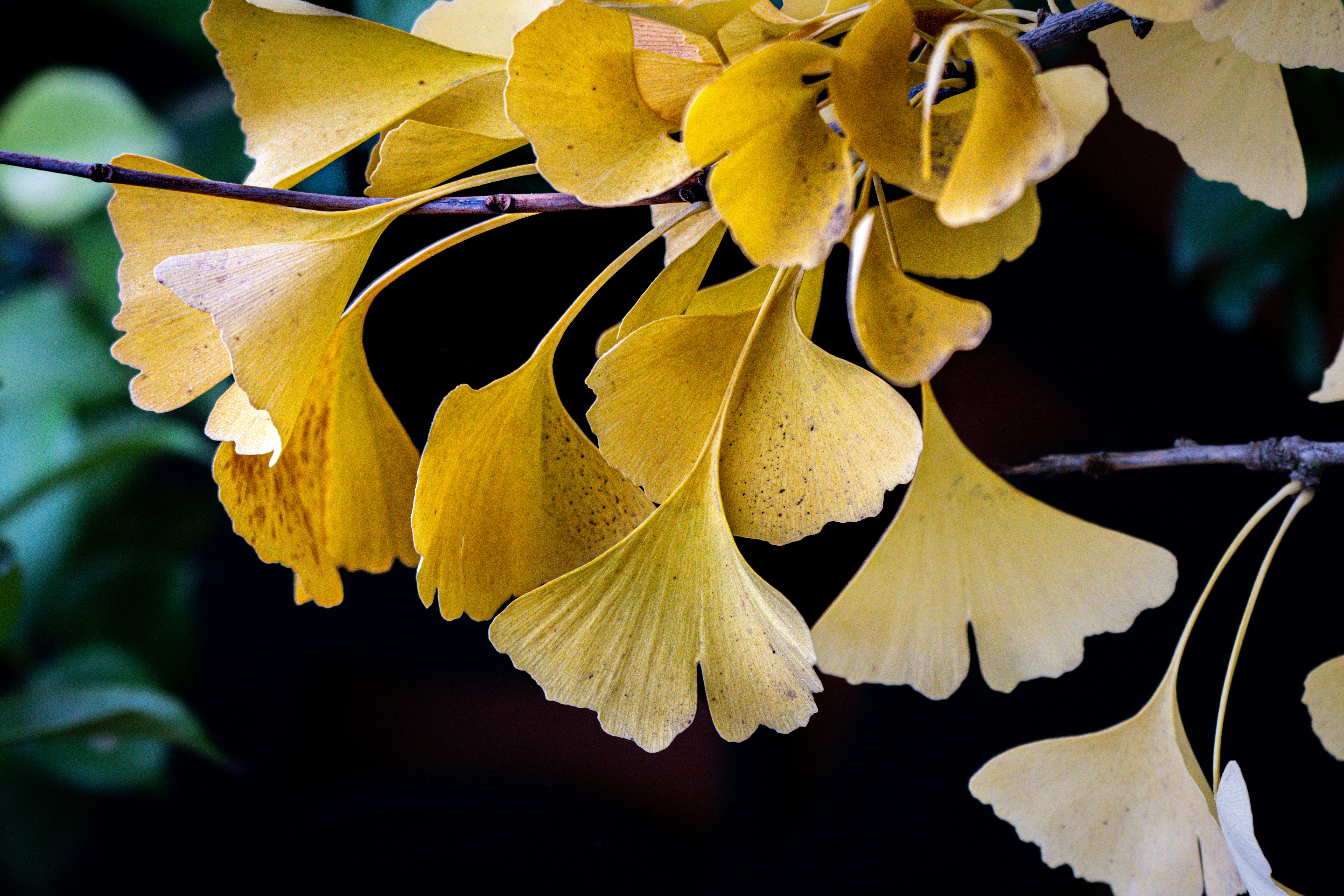 Photo by Elisa Stone with Nikon D7500