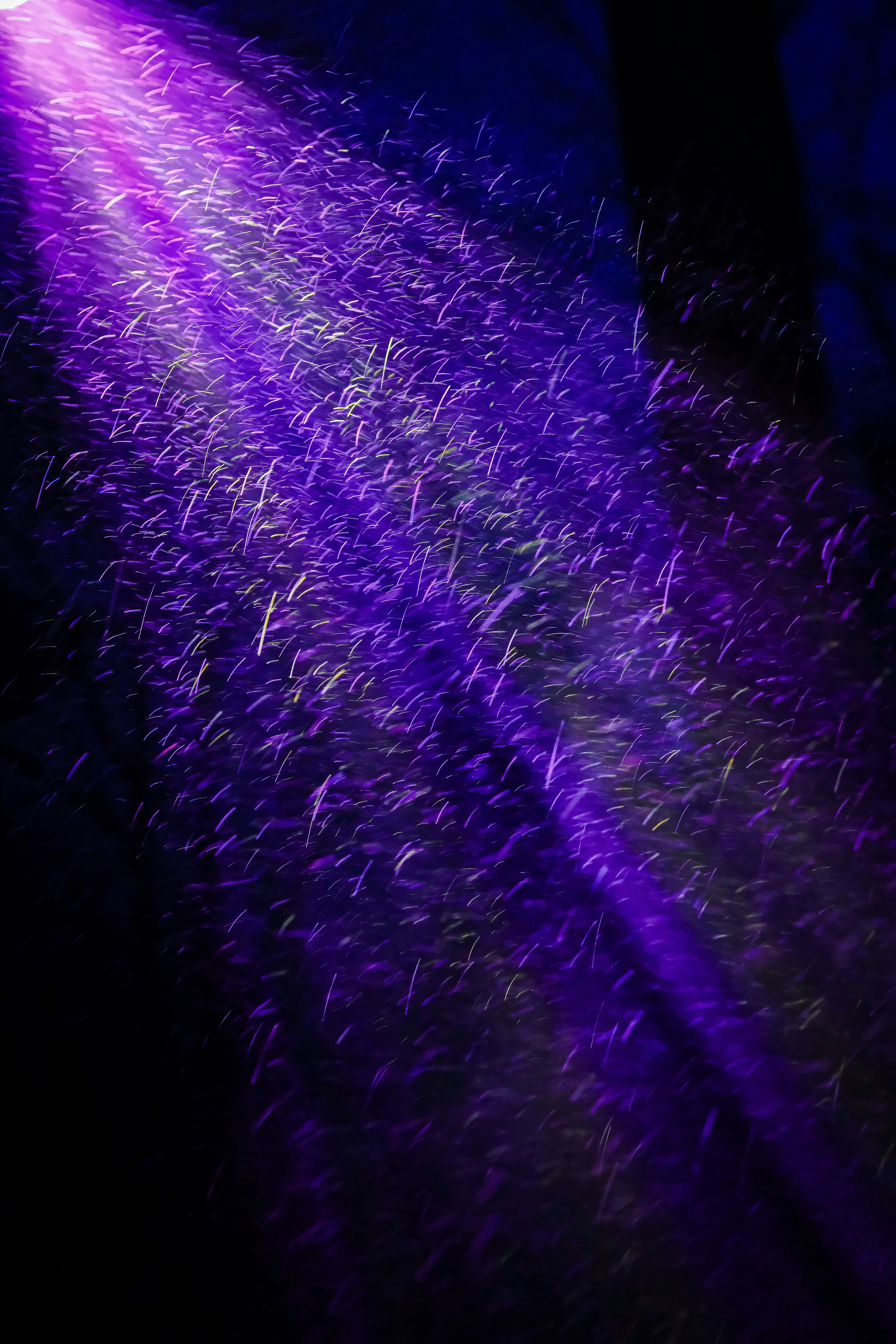 Streaks of Color будто: Neon dust in a darkened venue