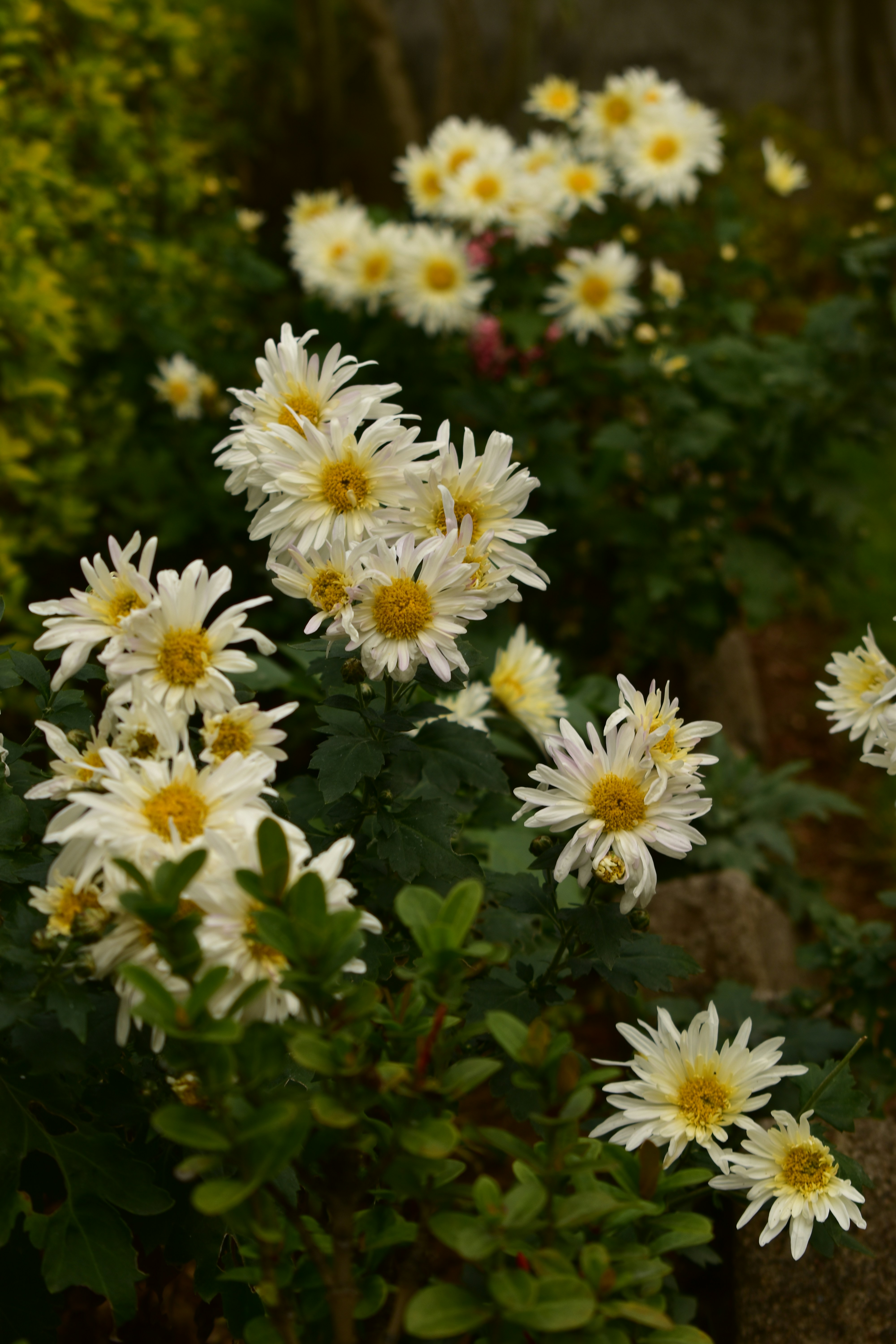 White daisies in a sunlit garden blaze behind a brick border
