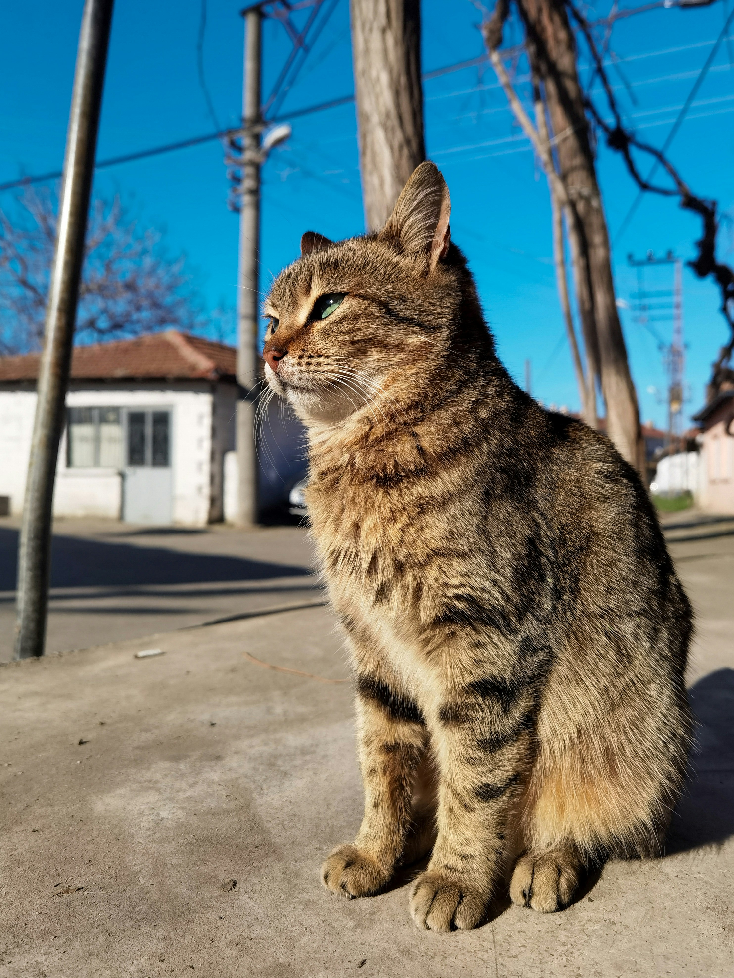 A confident street cat sits proudly in the sunlight, its piercing eyes reflecting the calm of a quiet neighborhood morning.