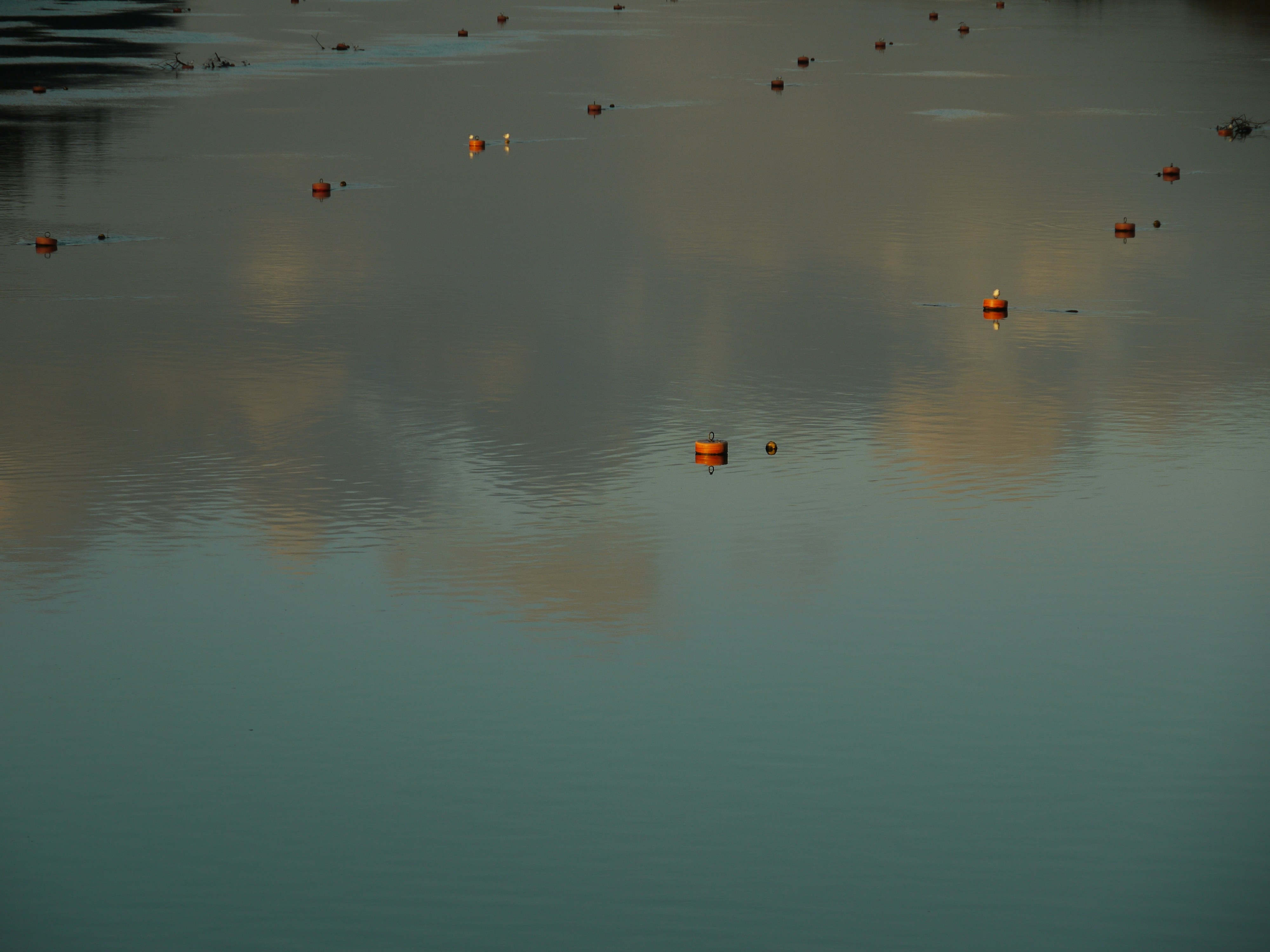 Orange balls floating on a calm lake surface.