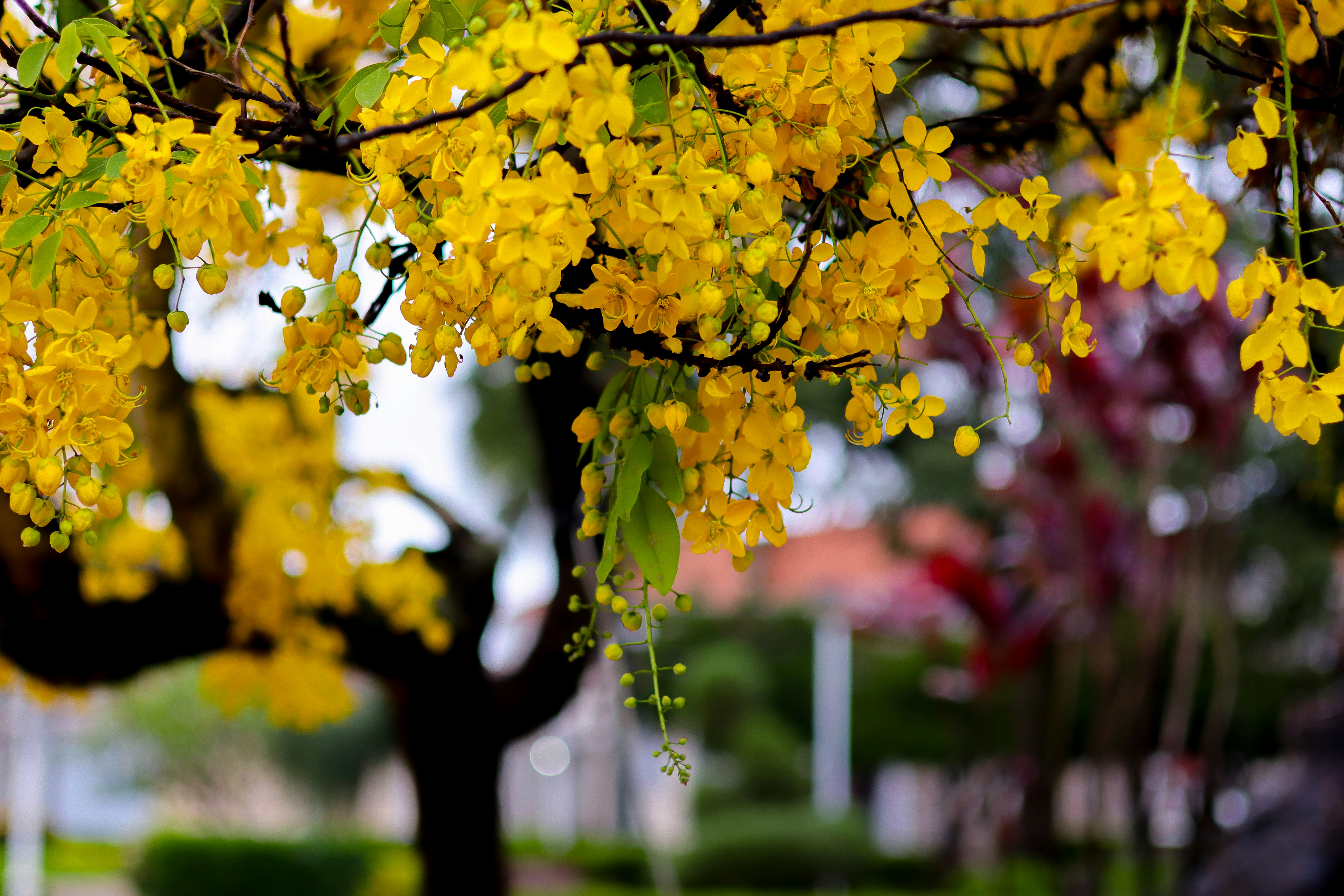 Sample photo from Canon EOS R100