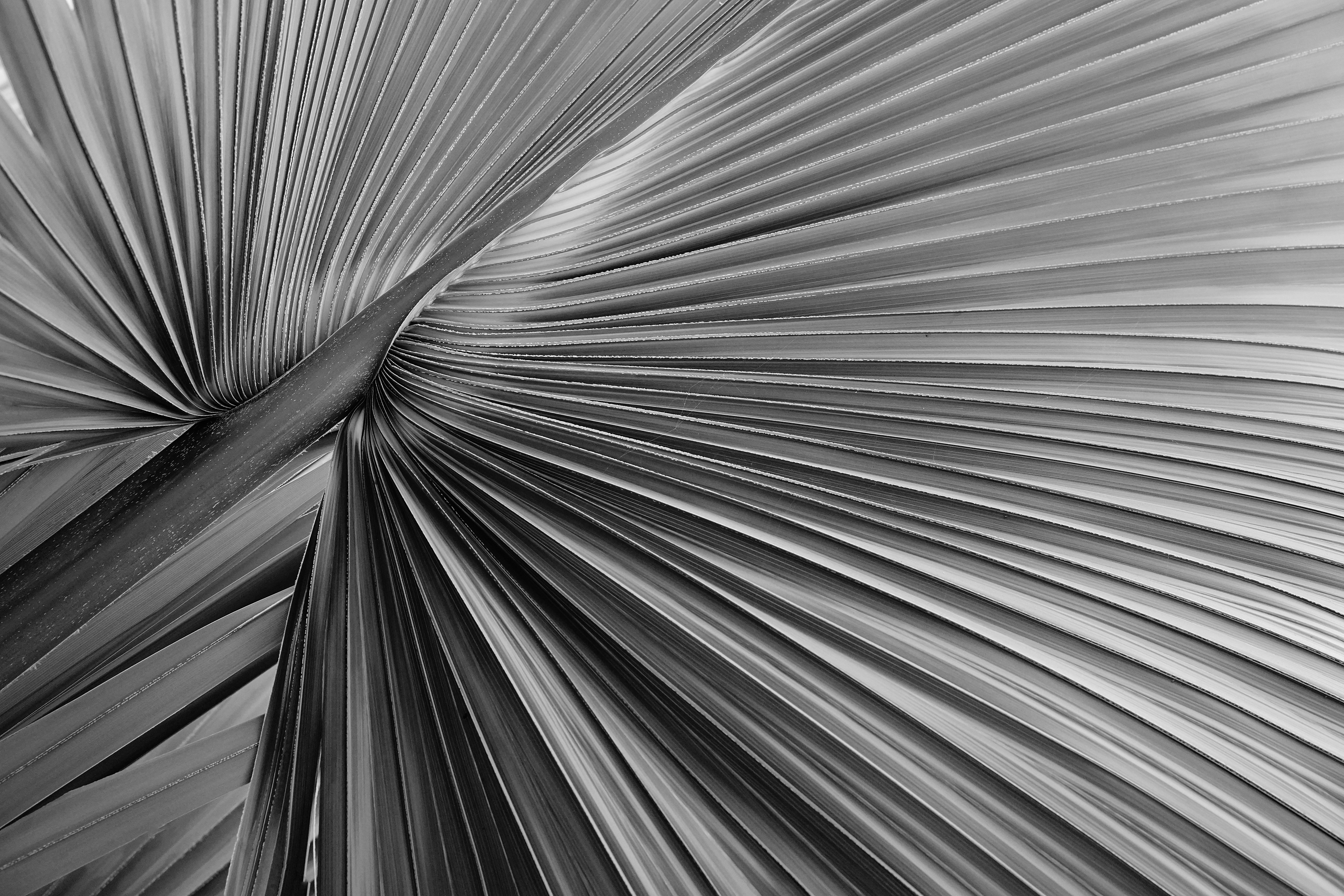 Radiant Fronds: A Black-and-White Close-Up of Palm Leaves