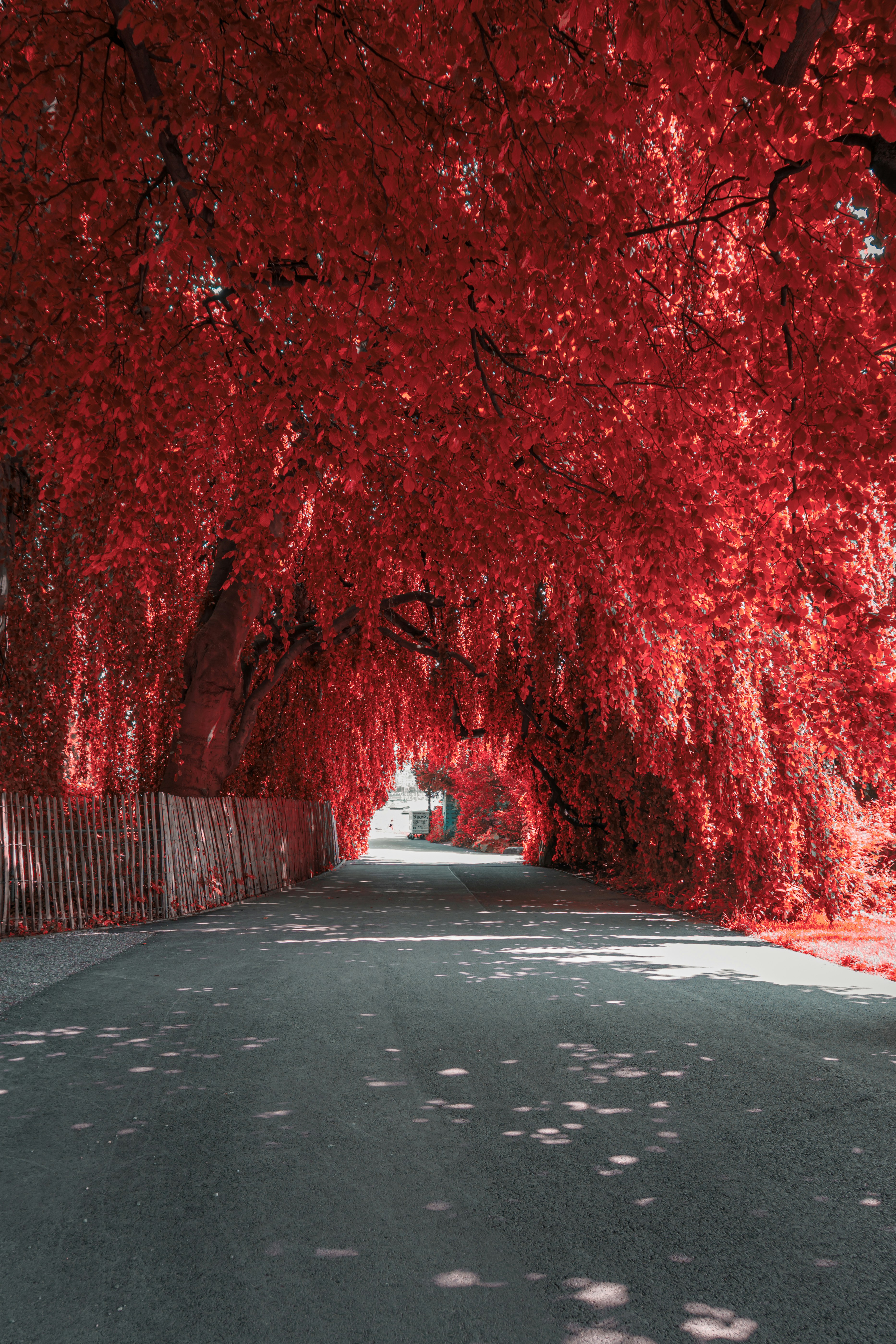 Crimson Canopy: A Quiet Road Under Ruby Foliage