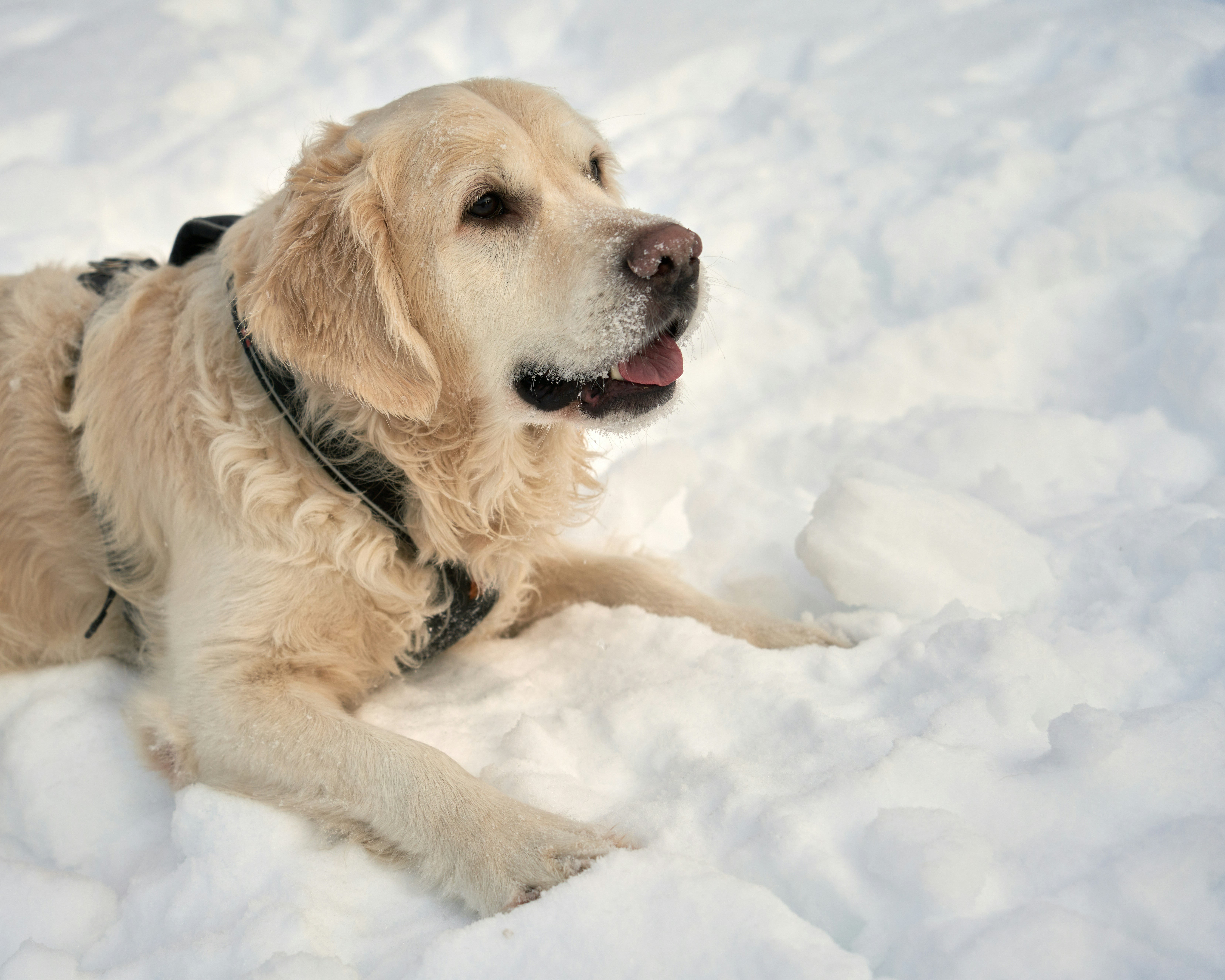 White male golden retriever portrait in the snow, Oslo, Norway