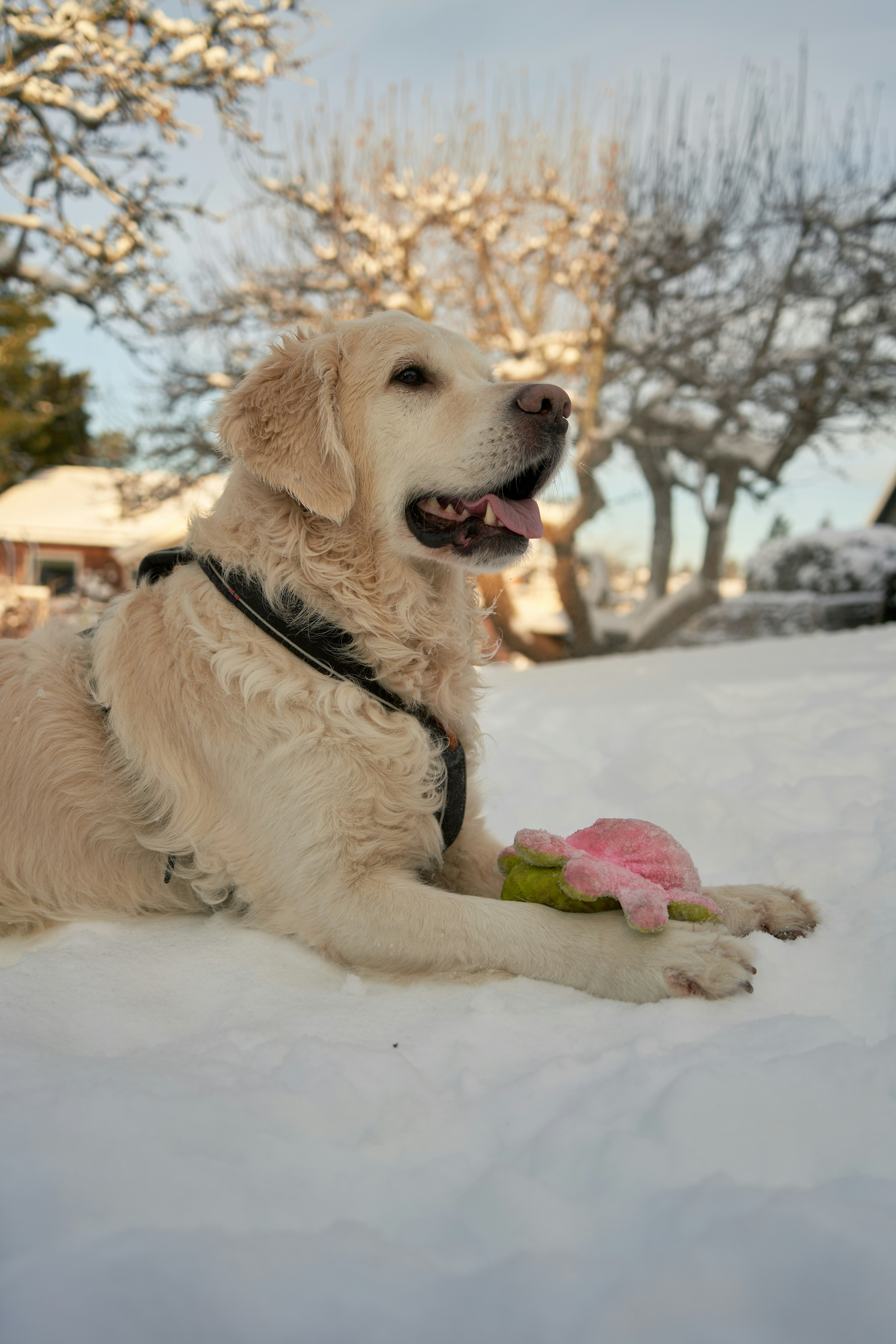 White male golden retriever is in a snowy garden on a sunny winter day, guarding his toy, Oslo, Norway