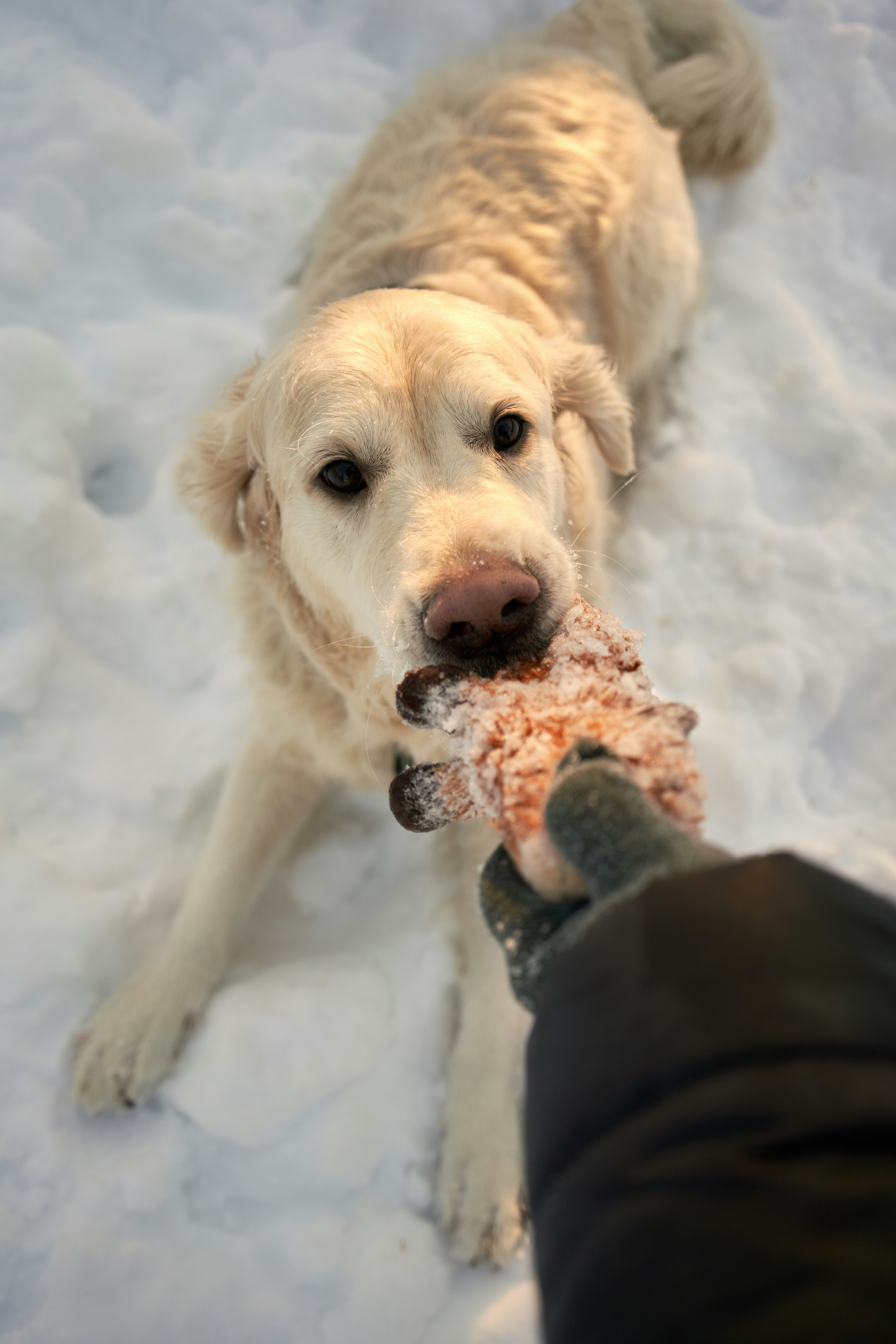 White male golden retriever is playing tug of war with his owner in a snoy garden, Oslo, Norway