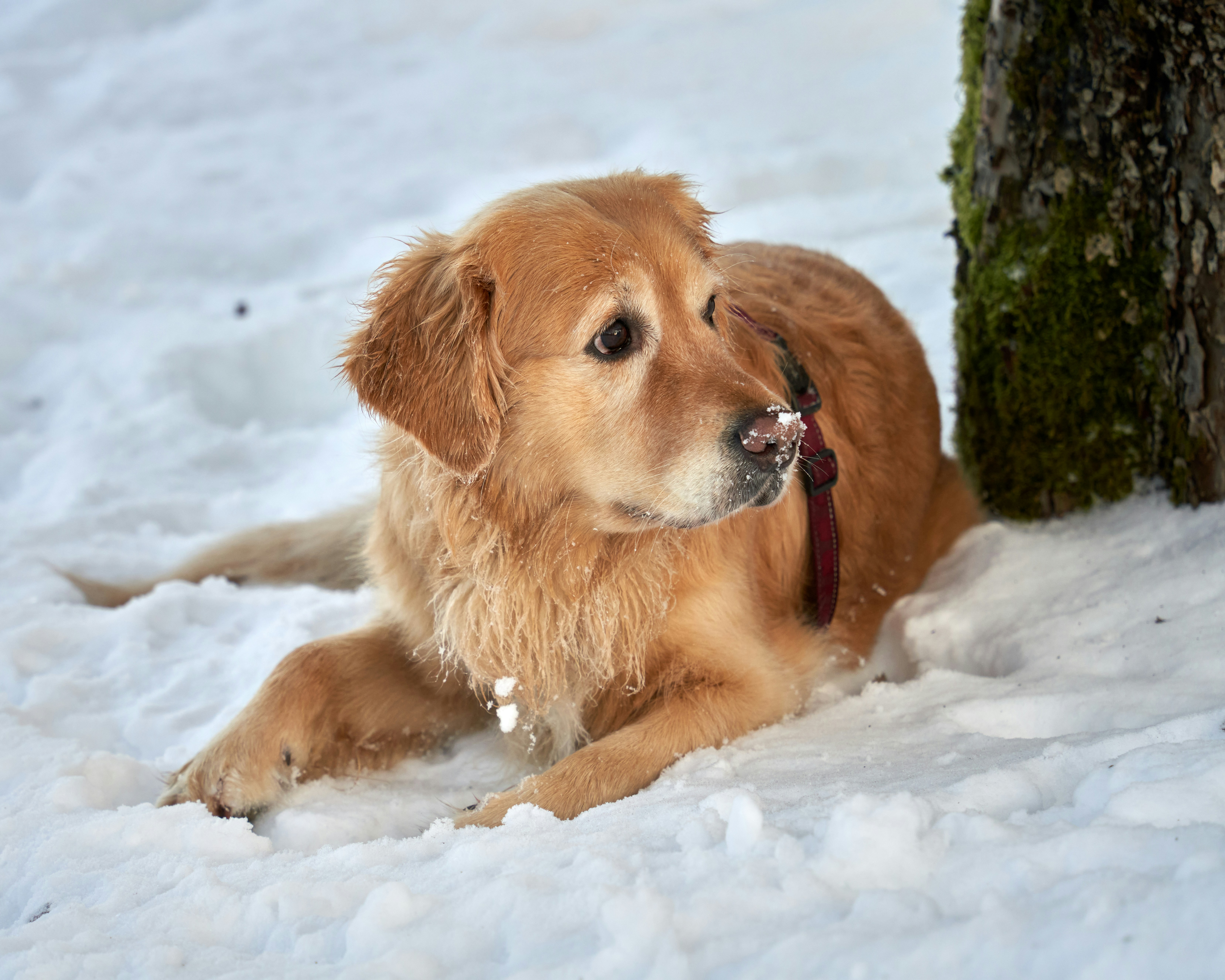 Female golden retriever portrait in the snow, Oslo, Norway