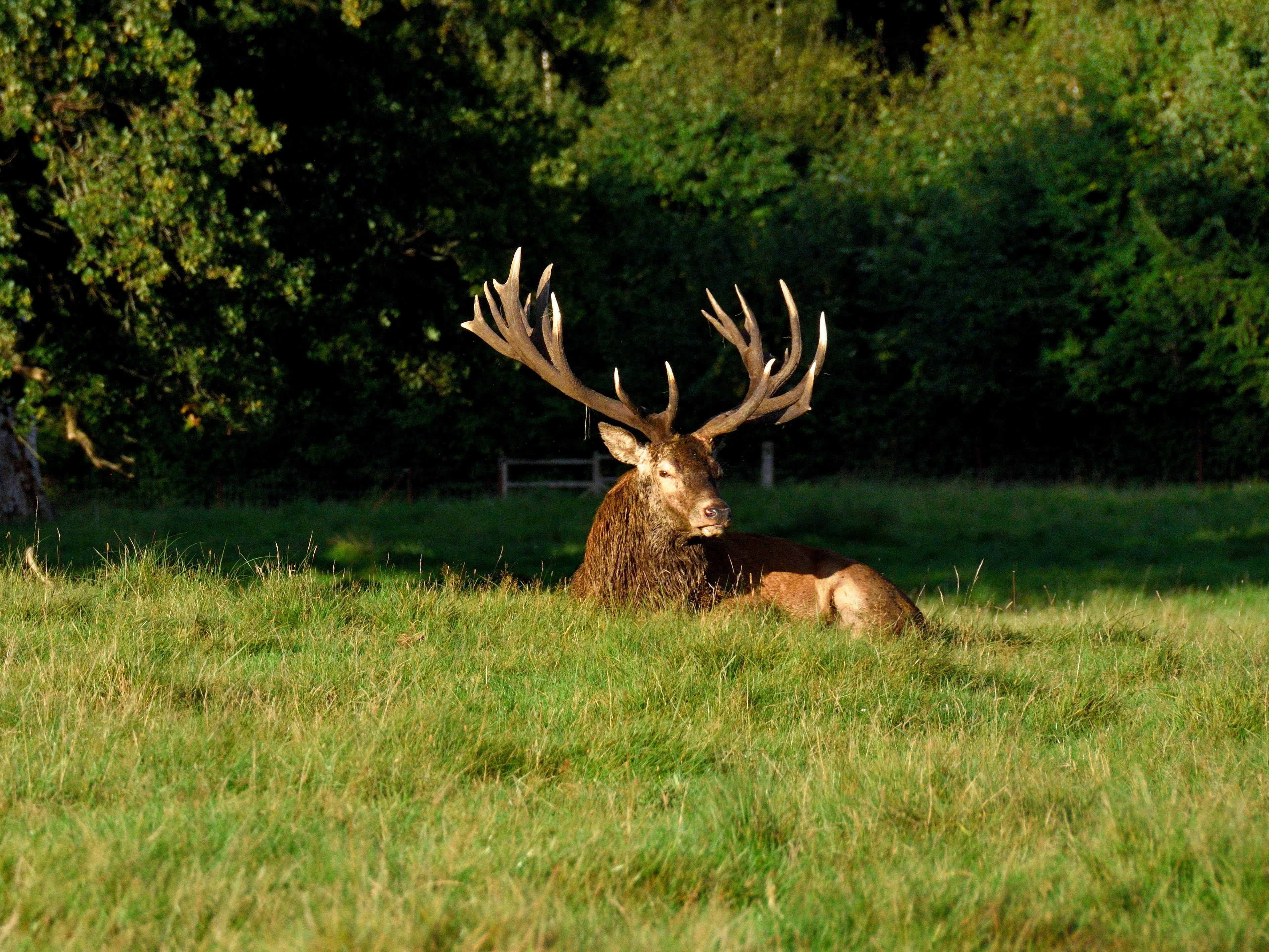 A deer in Dyrehaven - a short trip north from Copenhagen will take you to Dyrehaven, a wonderful woodland that seems far from city lights and traffic noise.