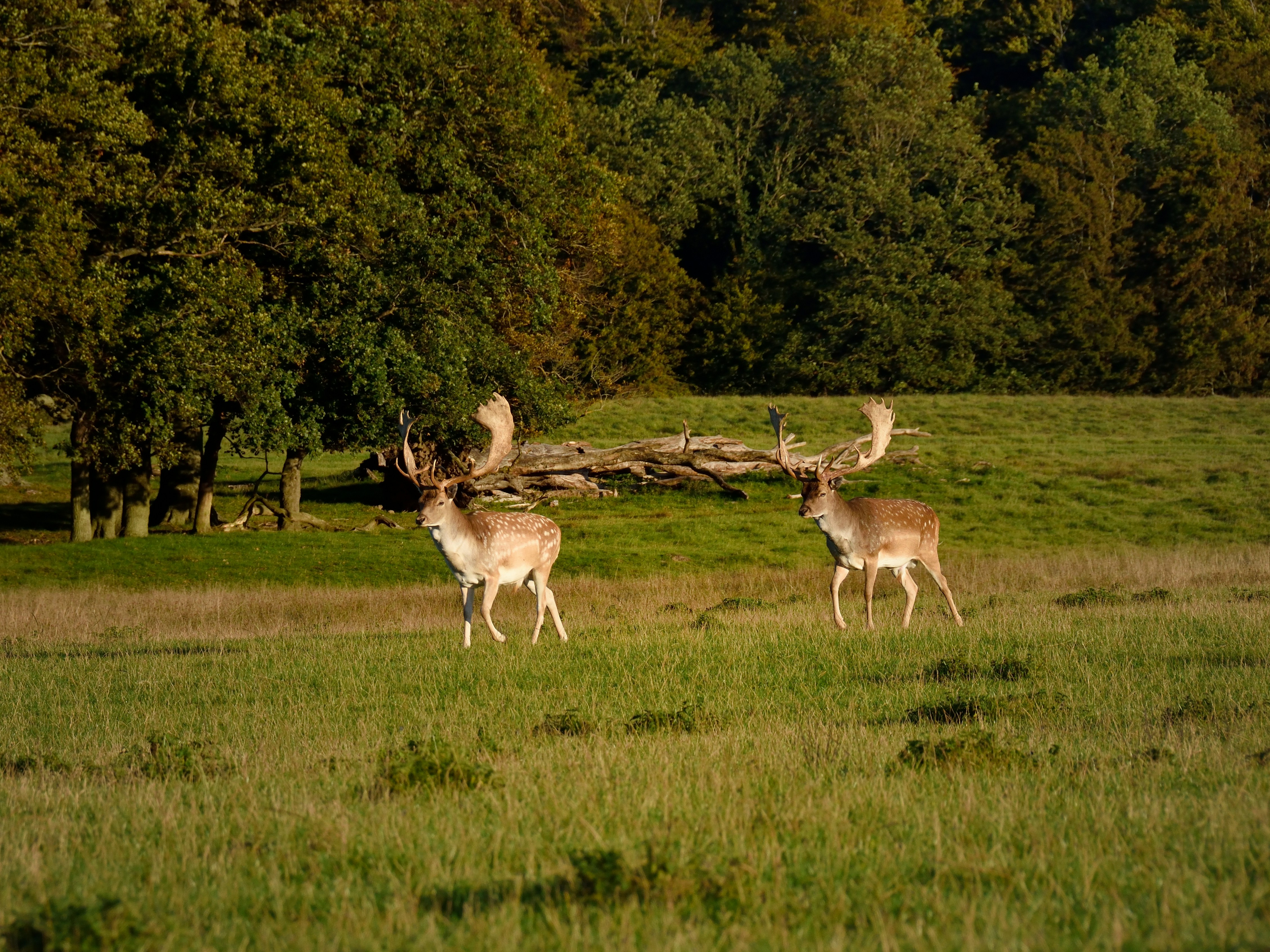 Dyrehaven, Klampenborg, Denmark