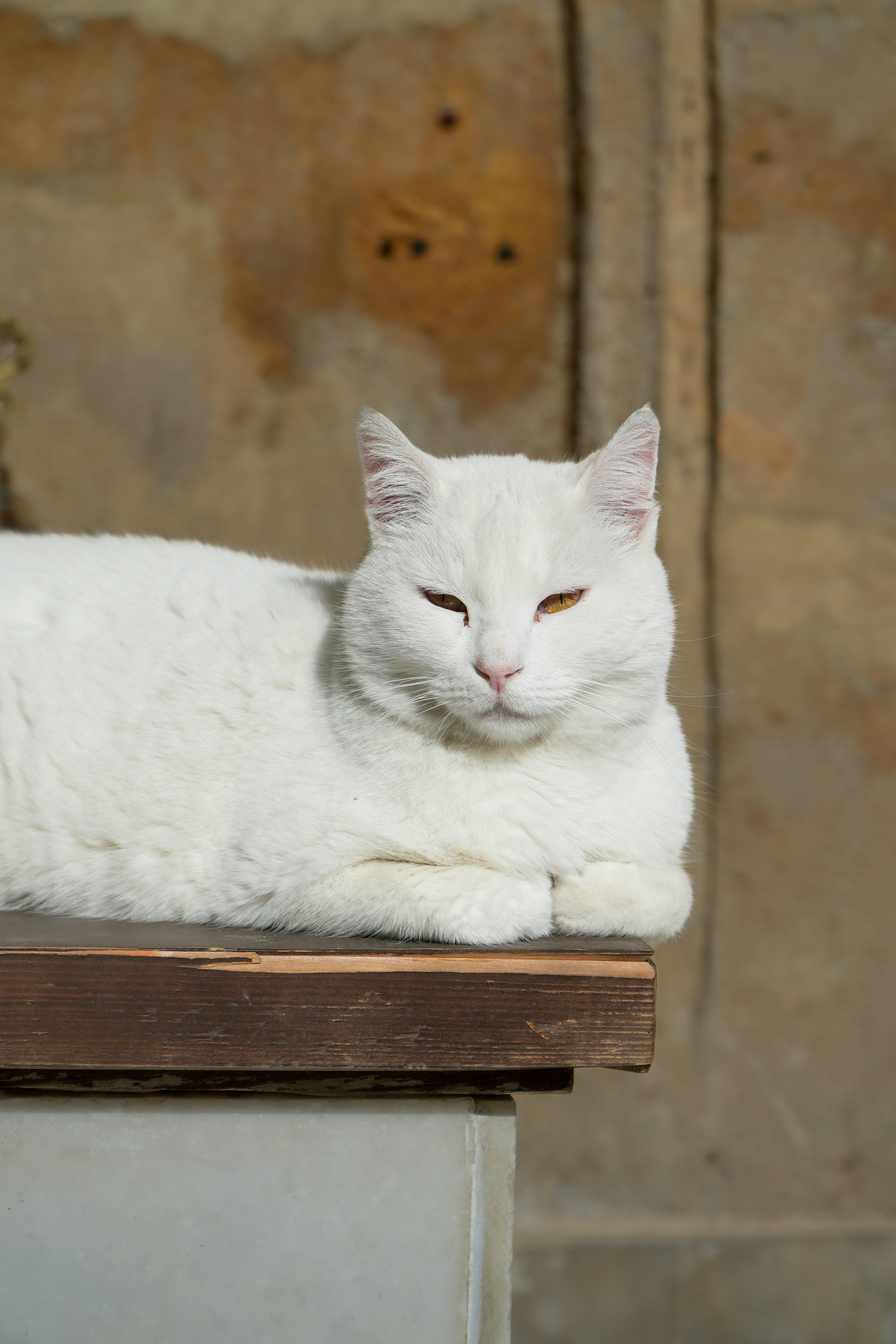 White feline at rest on weathered wooden ledge