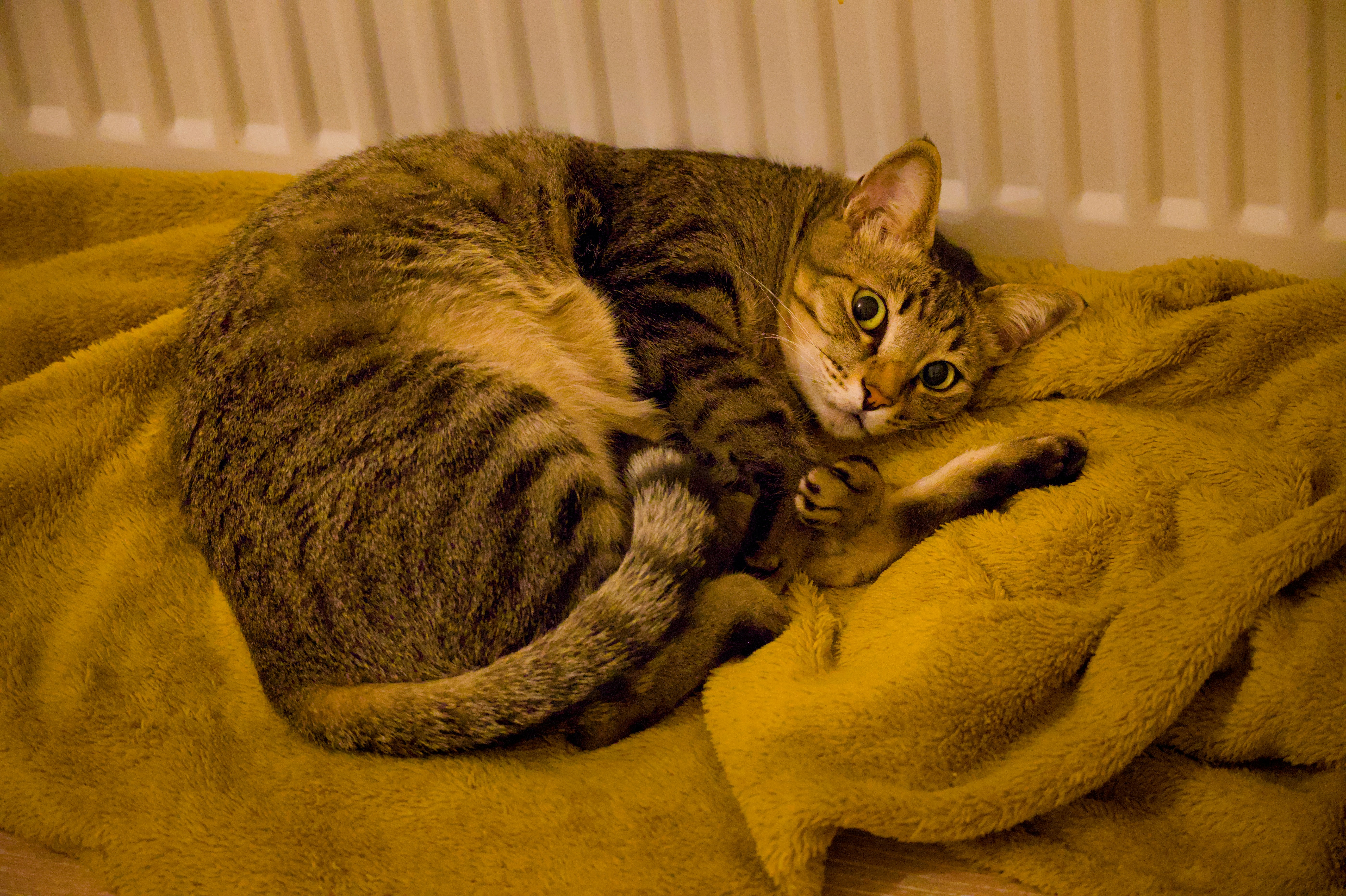 Curled Constellation: A Cat on Warm Velvet