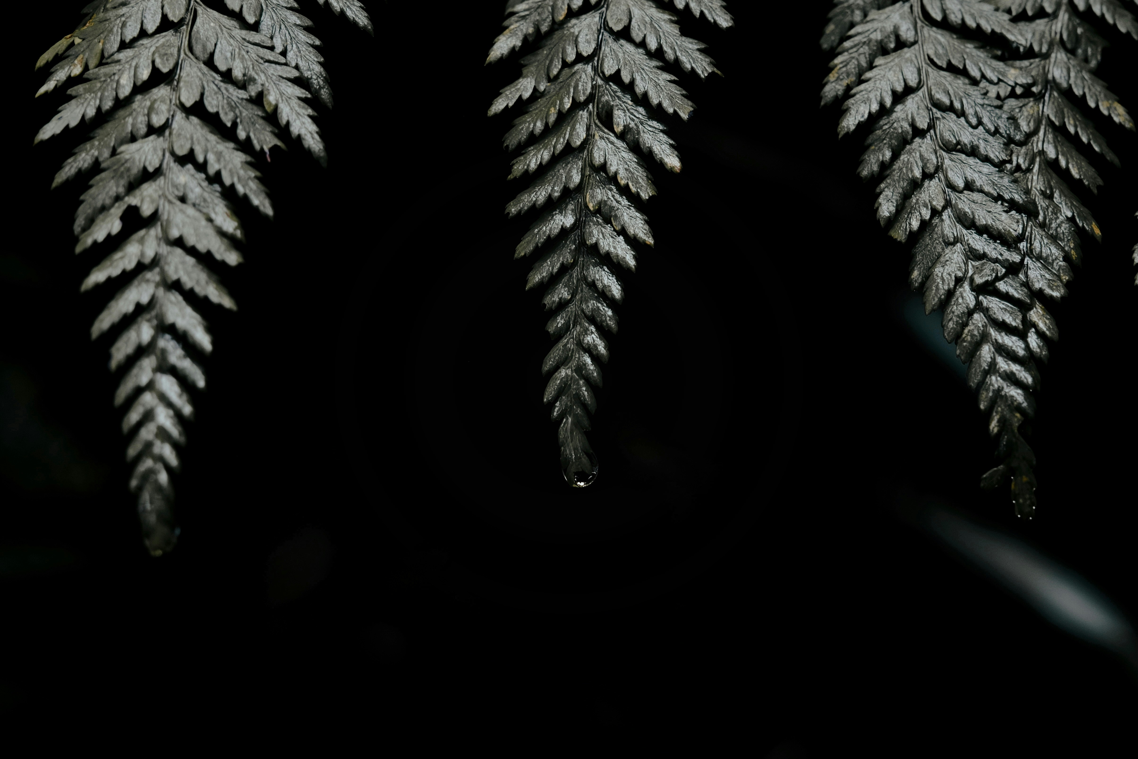 Pendant Ferns in Shadow: A Delicate Night Gate