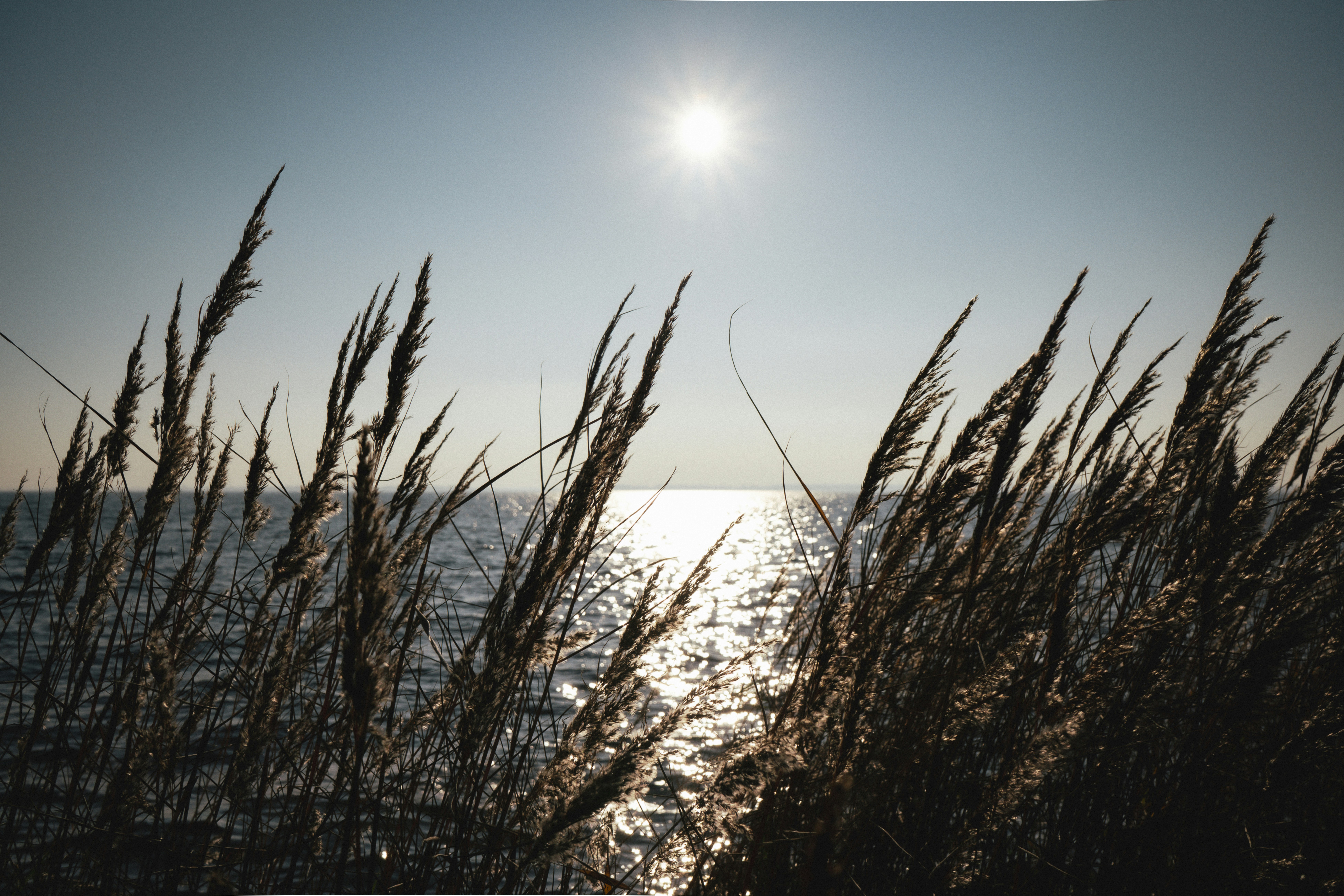 Sunlit Sea Grasses: A Horizon Framed by Windswept Reed Silhouettes