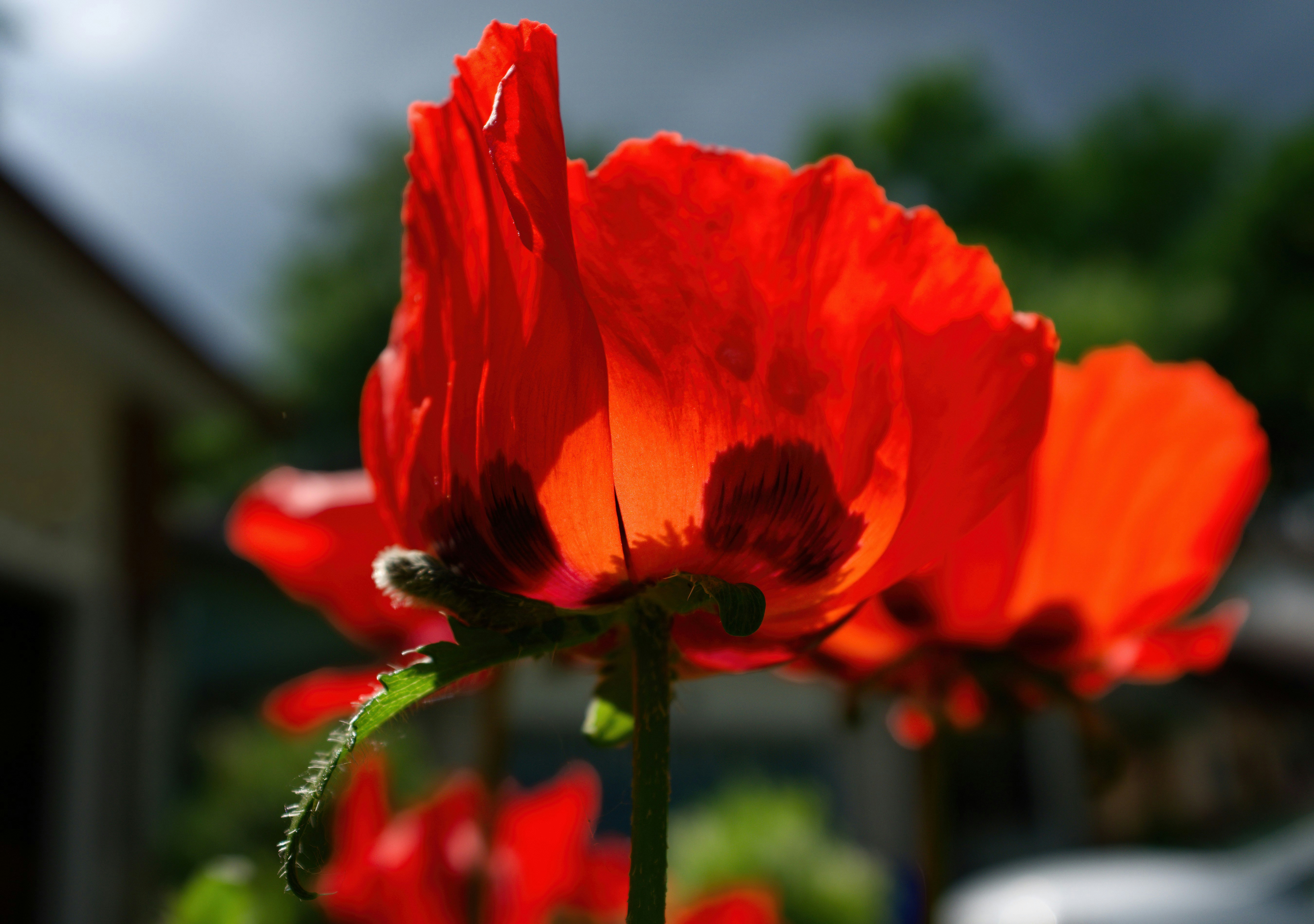 Scarlet Petals in Sharp Focus, Blurred Backyard Bokeh