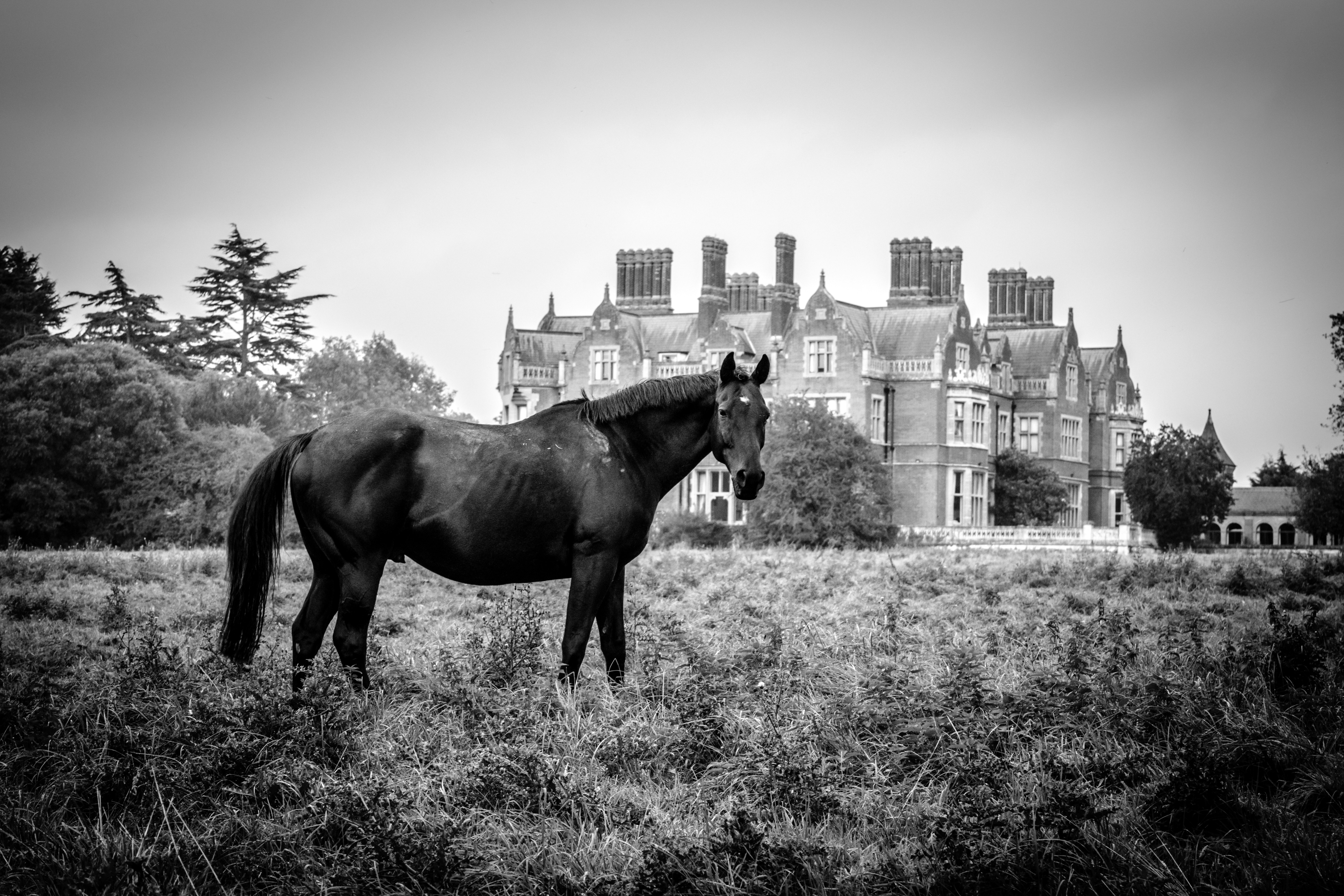 Dark-Haired Posture: A Lonely Horse Stands Before a Grand Estate