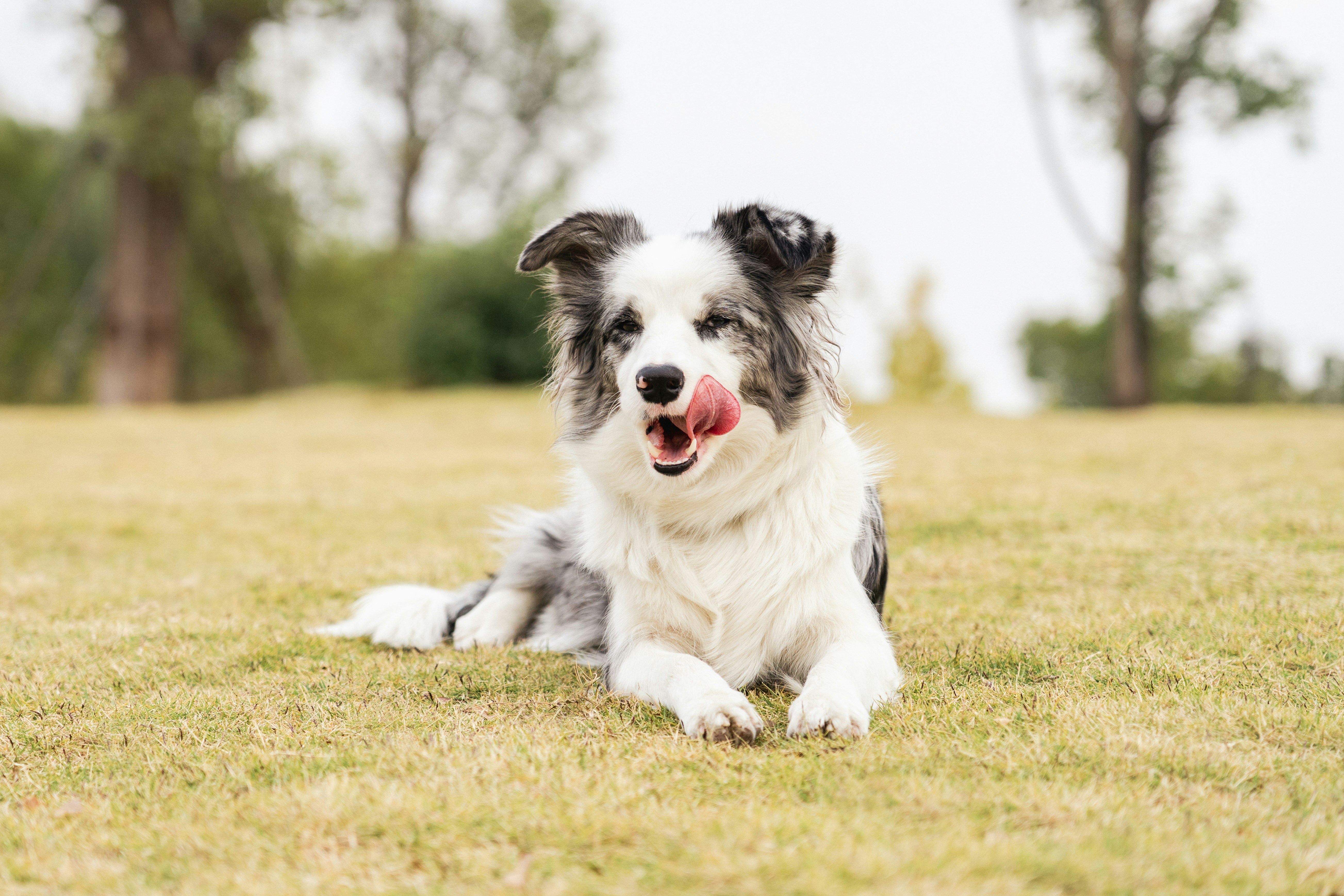 A merle Border Collie lies relaxed on a grassy lawn, with trees and soft greenery in the background. It opens its mouth wide, sticking its tongue out playfully—this casual outdoor scene exudes a laid-back, cheerful vibe, perfectly showcasing the Border Collie’s lively and endearing charm.