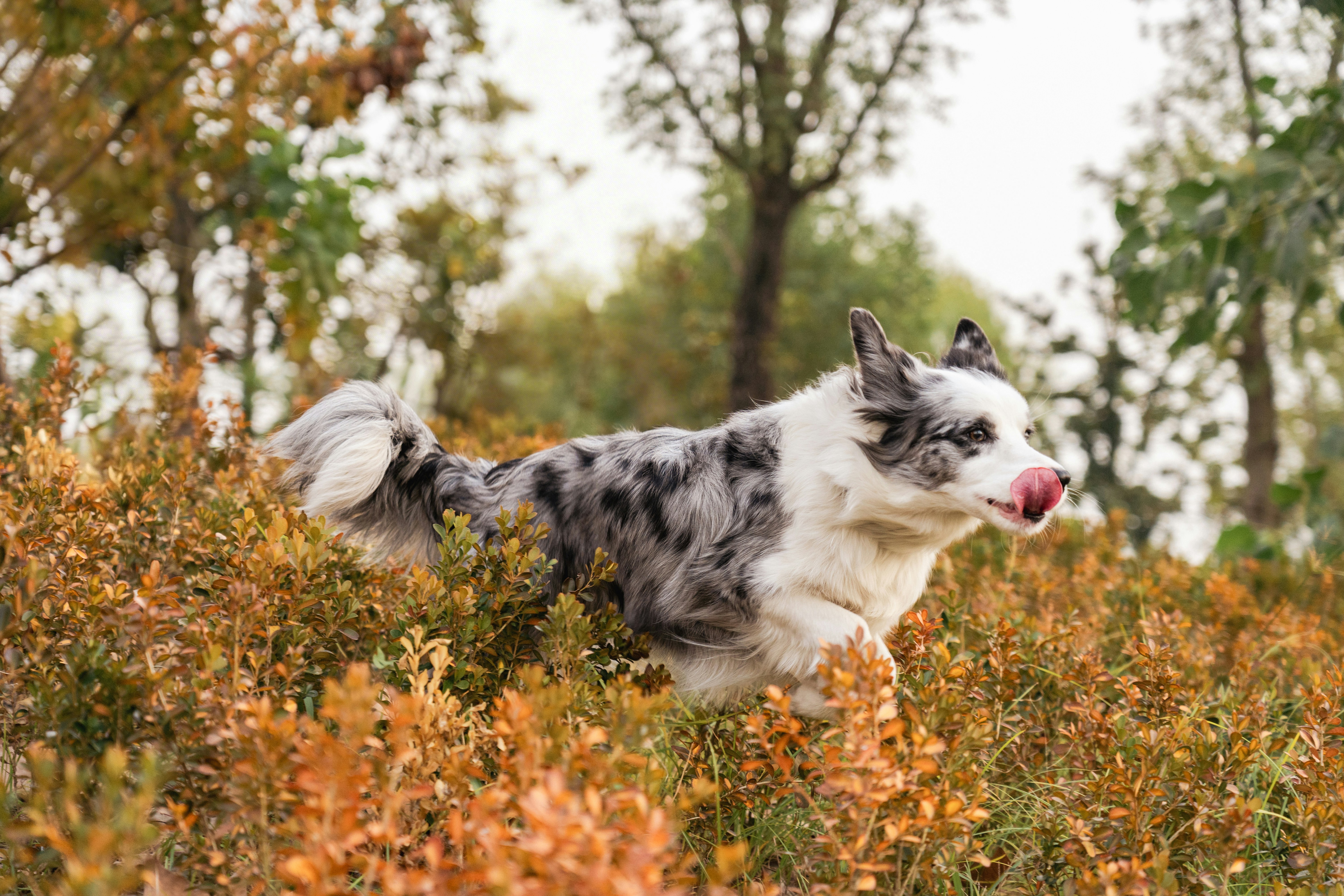 Border Collie in Autumn Bloom