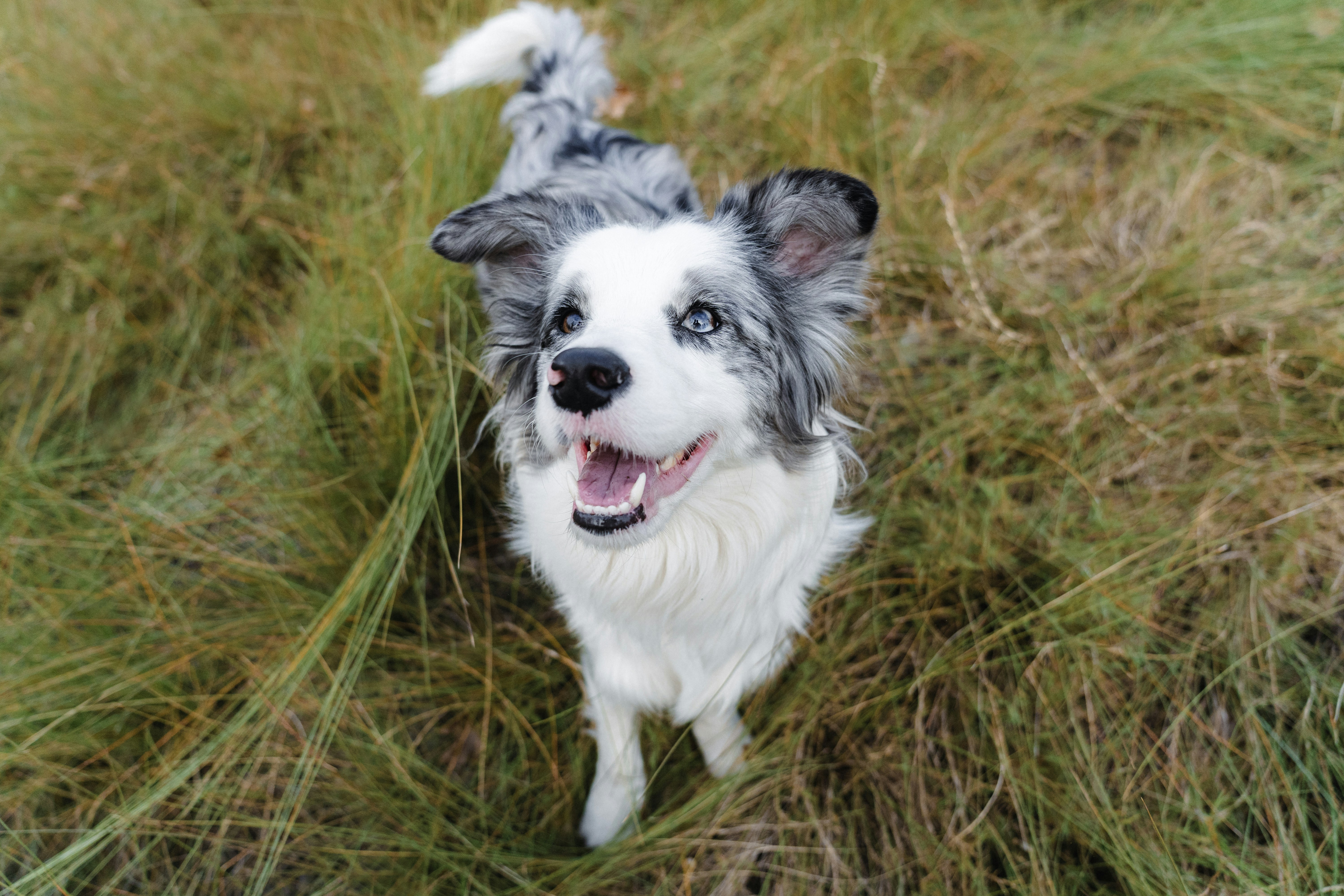 A merle Border Collie (with striking blue eyes) is captured in a top-down shot, standing amidst tall grass. It looks up at the camera with its mouth wide open, exuding bright, energetic joy—this natural outdoor scene feels warm and lively, perfectly highlighting the Border Collie’s spirited and endearing charm.