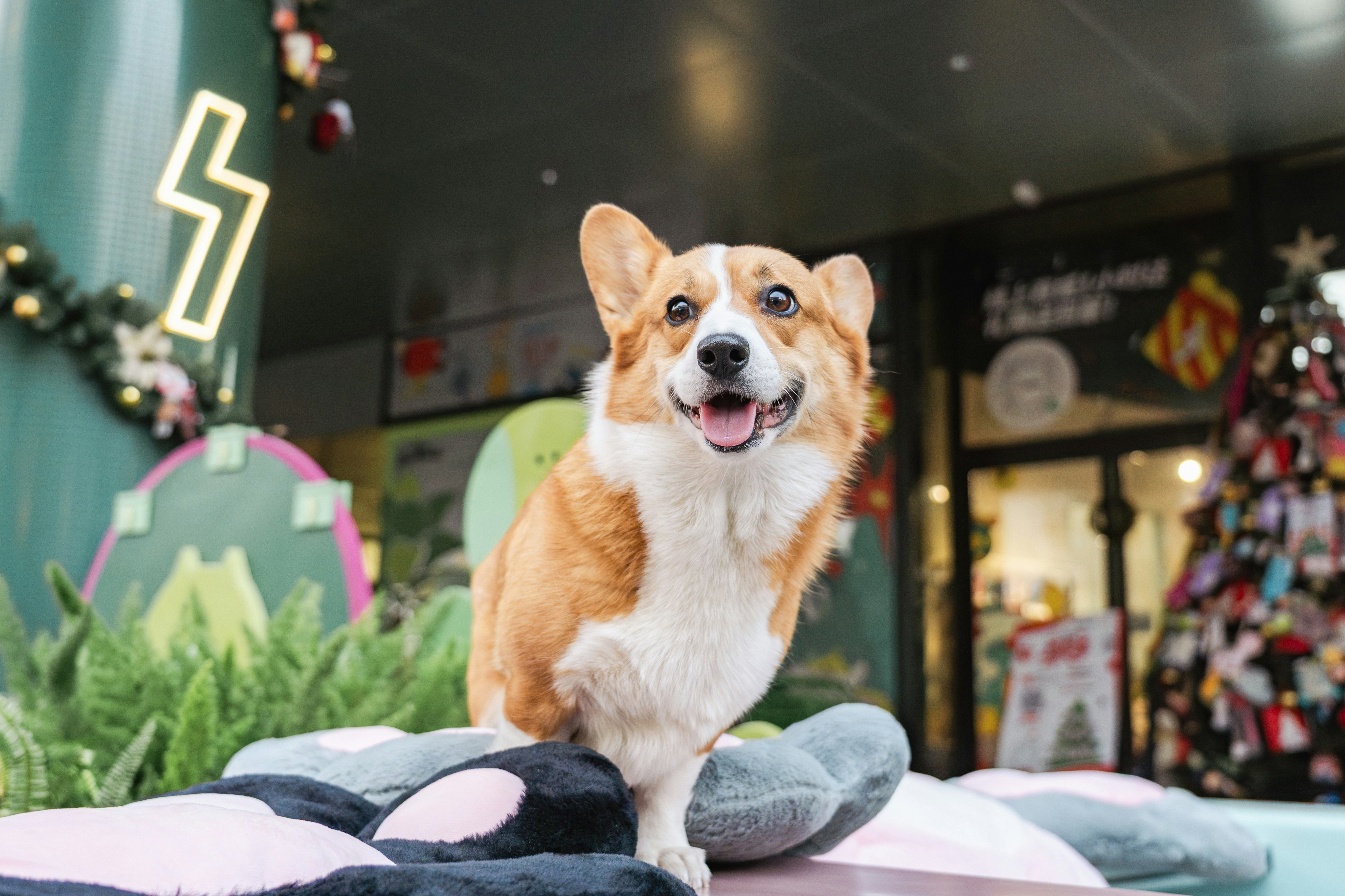 Joyful Corgi on a Plush Stage Amid Festive Decor