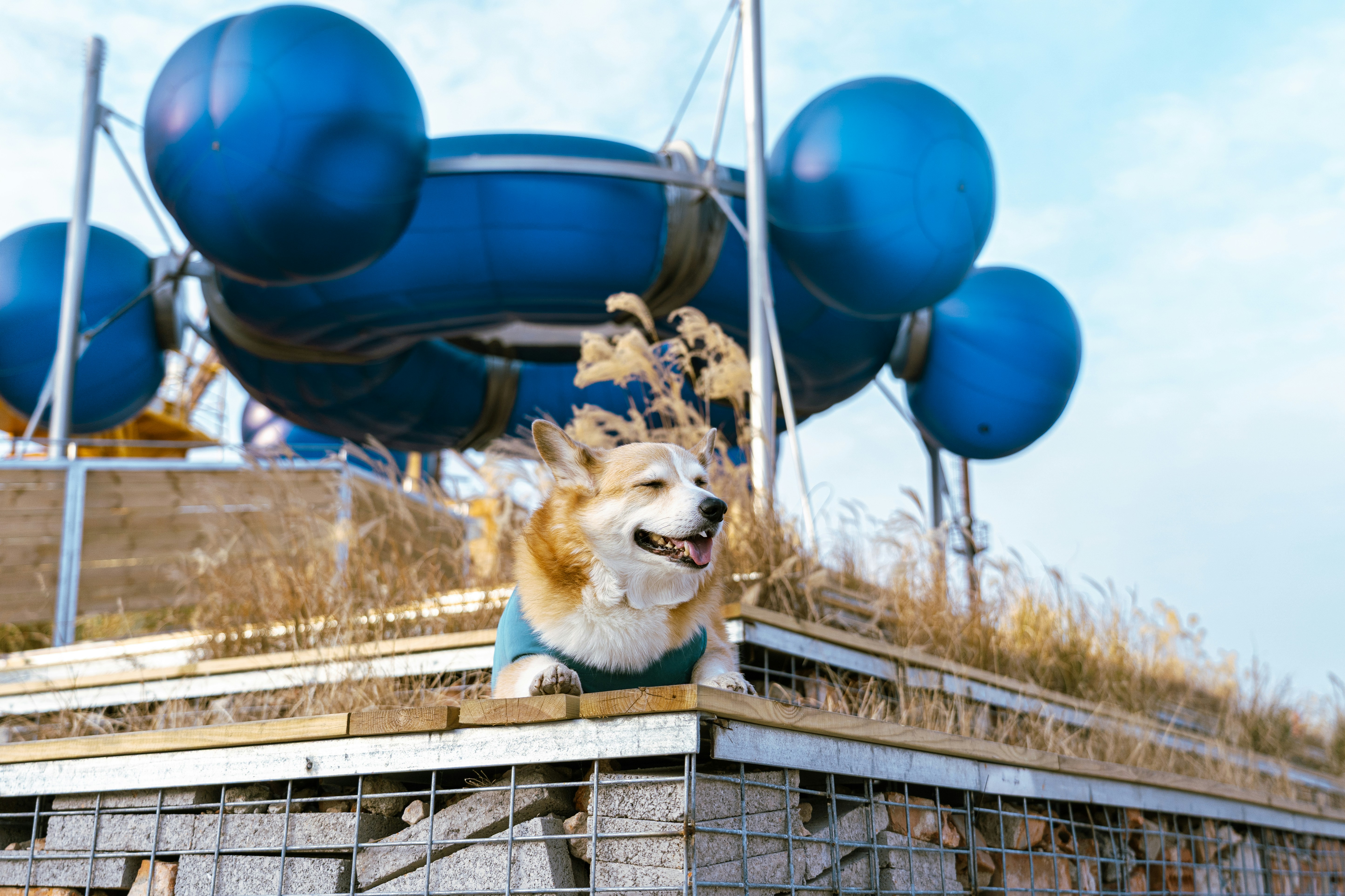 Coral dog perched on a railing beneath vibrant blue orbs